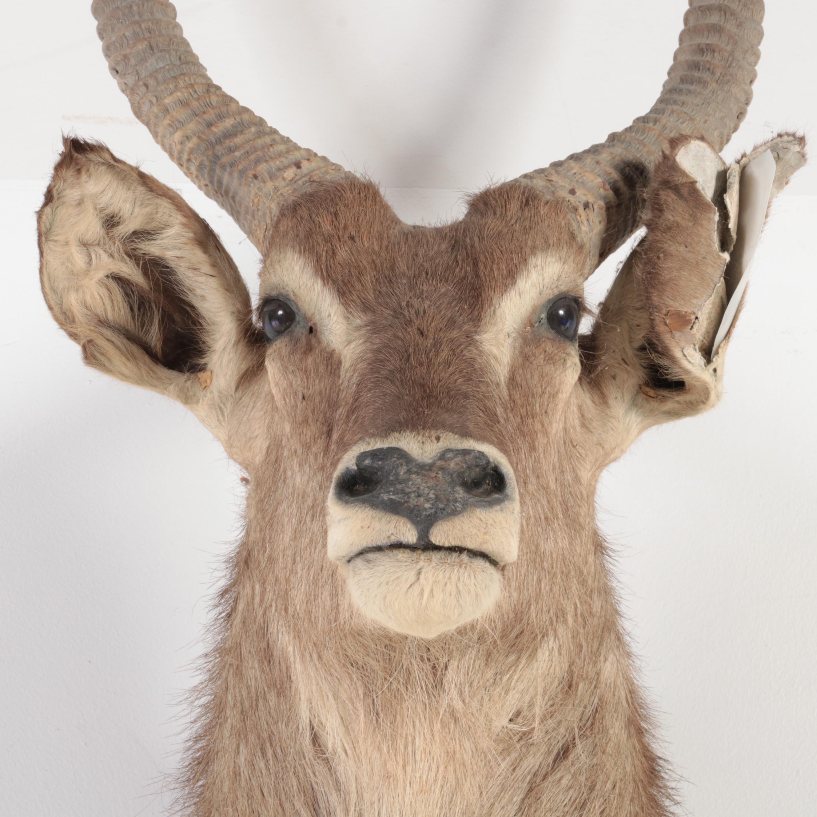 African Waterbuck Shoulder Mount Taxidermy | EBTH