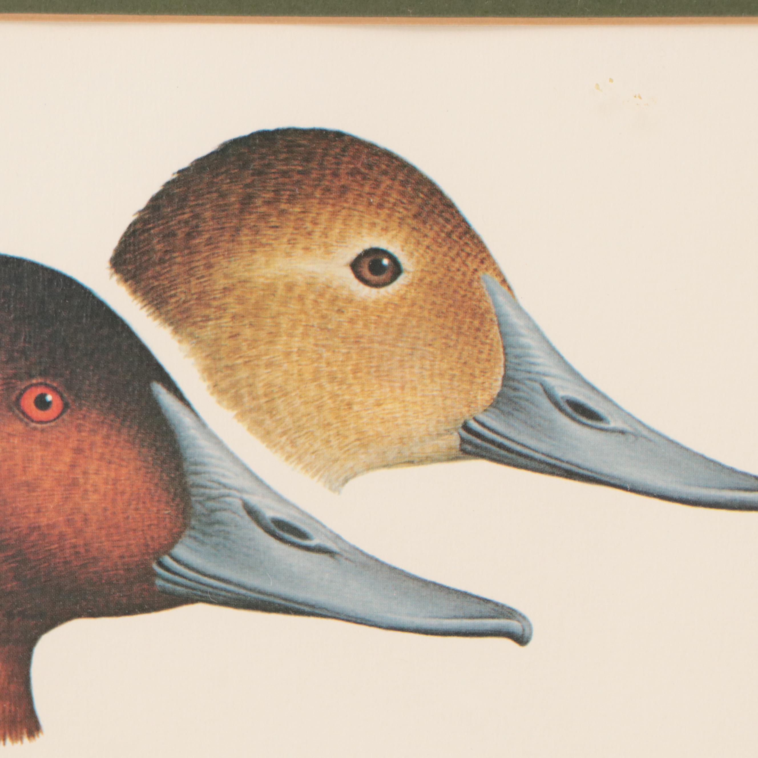 Offset Lithograph After Robert Richert of Duck Portraits, Late 20th ...