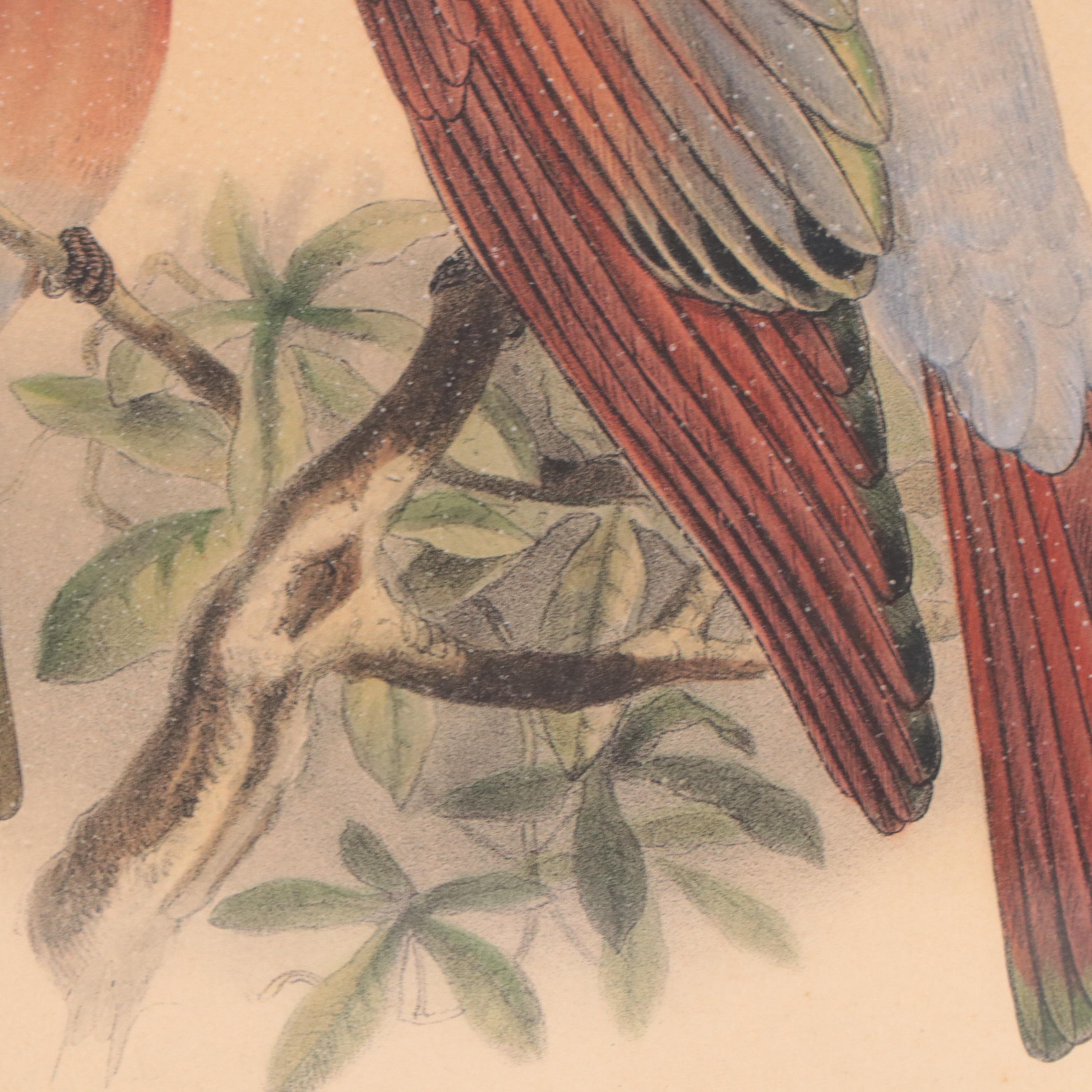 Hand-Colored Collotypes After John Gerrard Keulemans of Bird ...