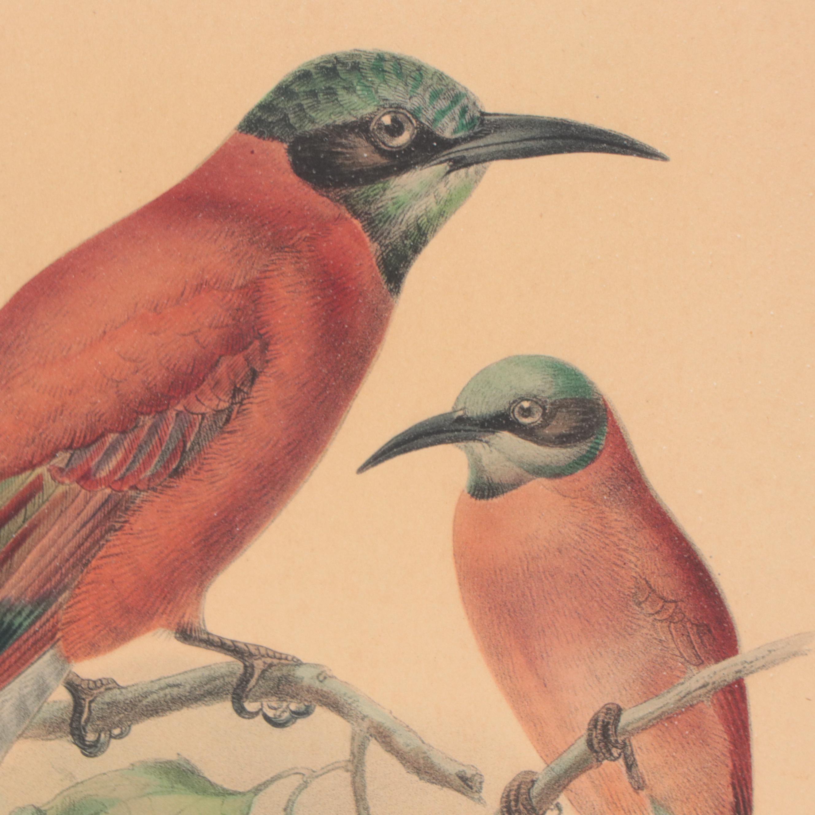Hand-Colored Collotypes After John Gerrard Keulemans of Bird ...
