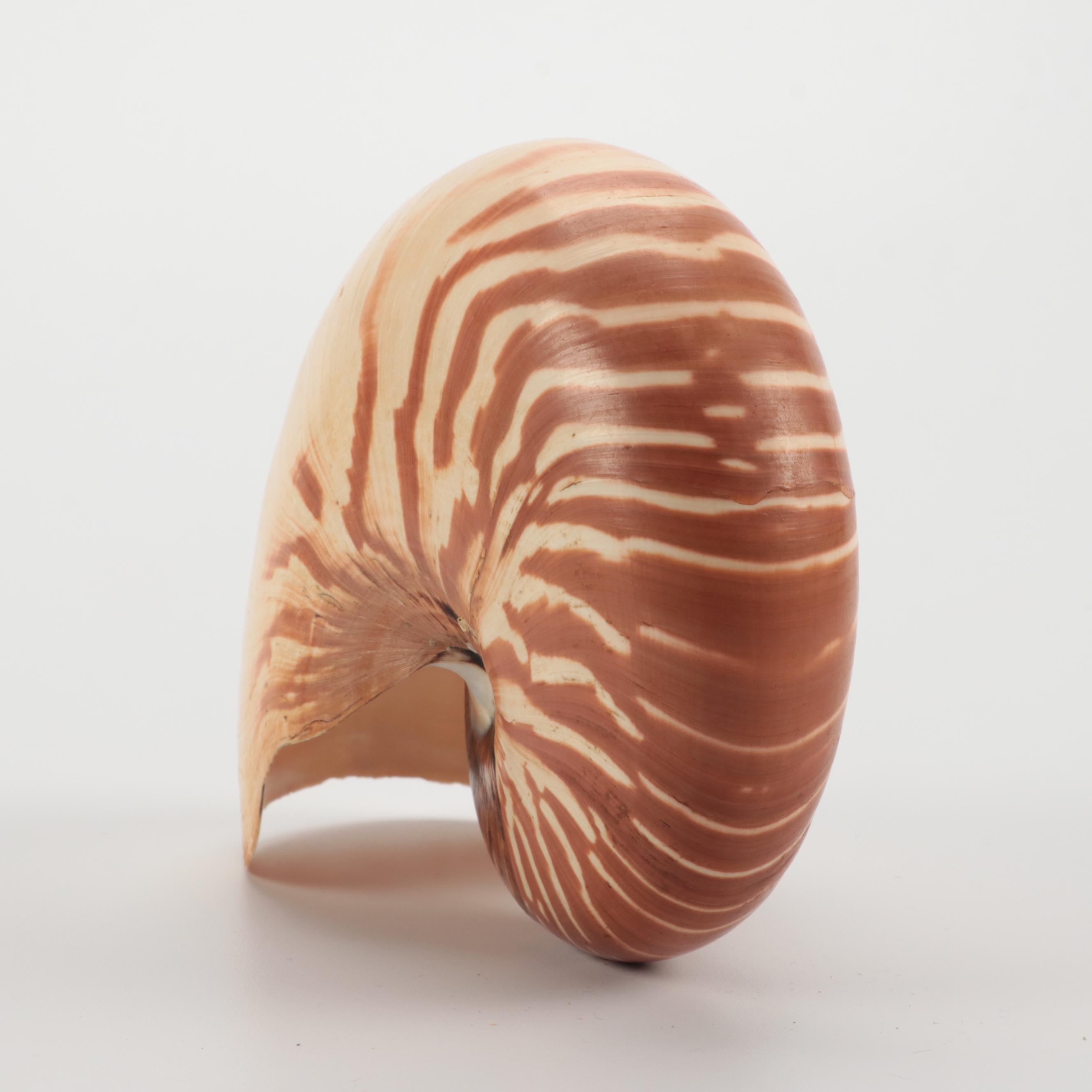 Chambered Nautilus Shell Specimen | EBTH