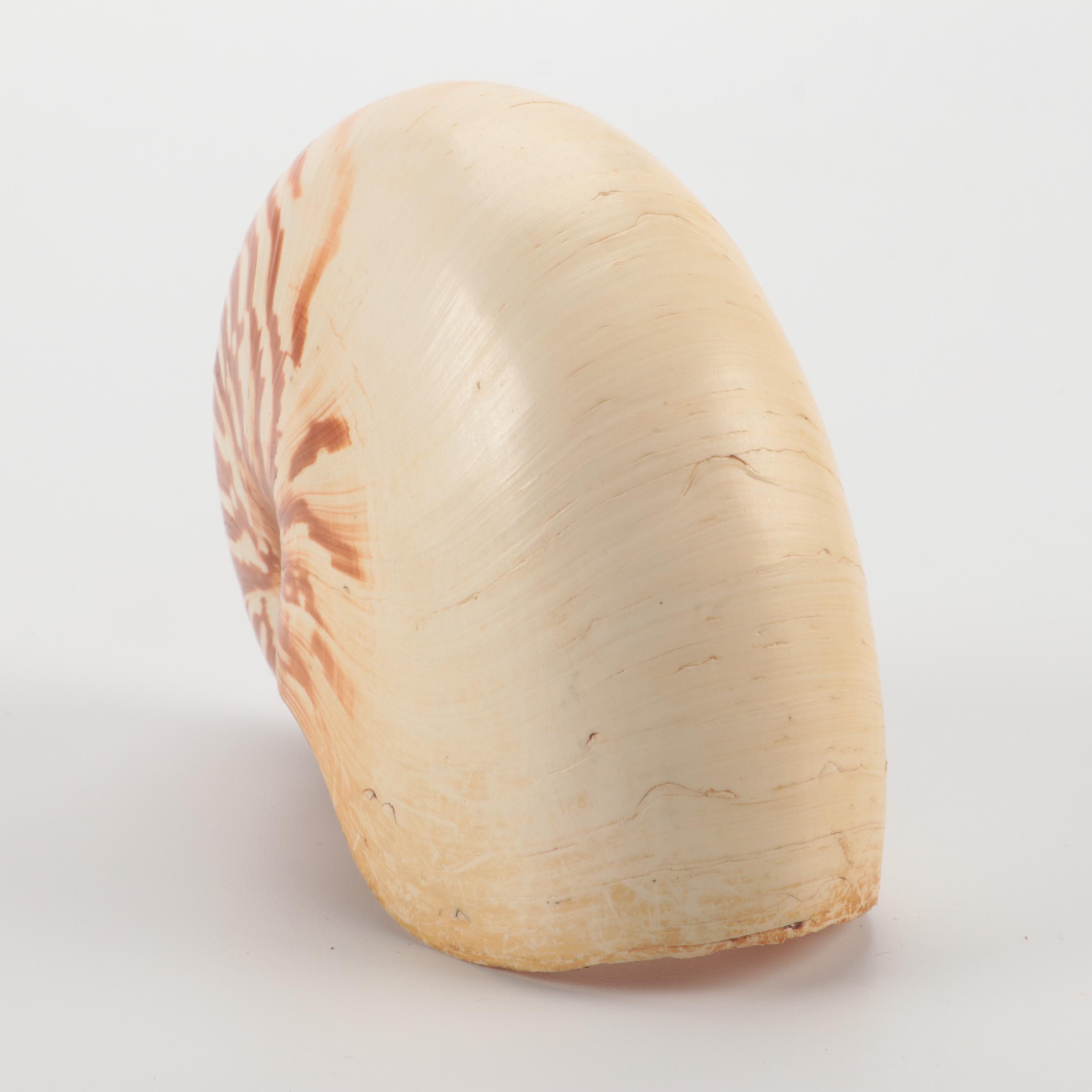 Chambered Nautilus Shell Specimen | EBTH