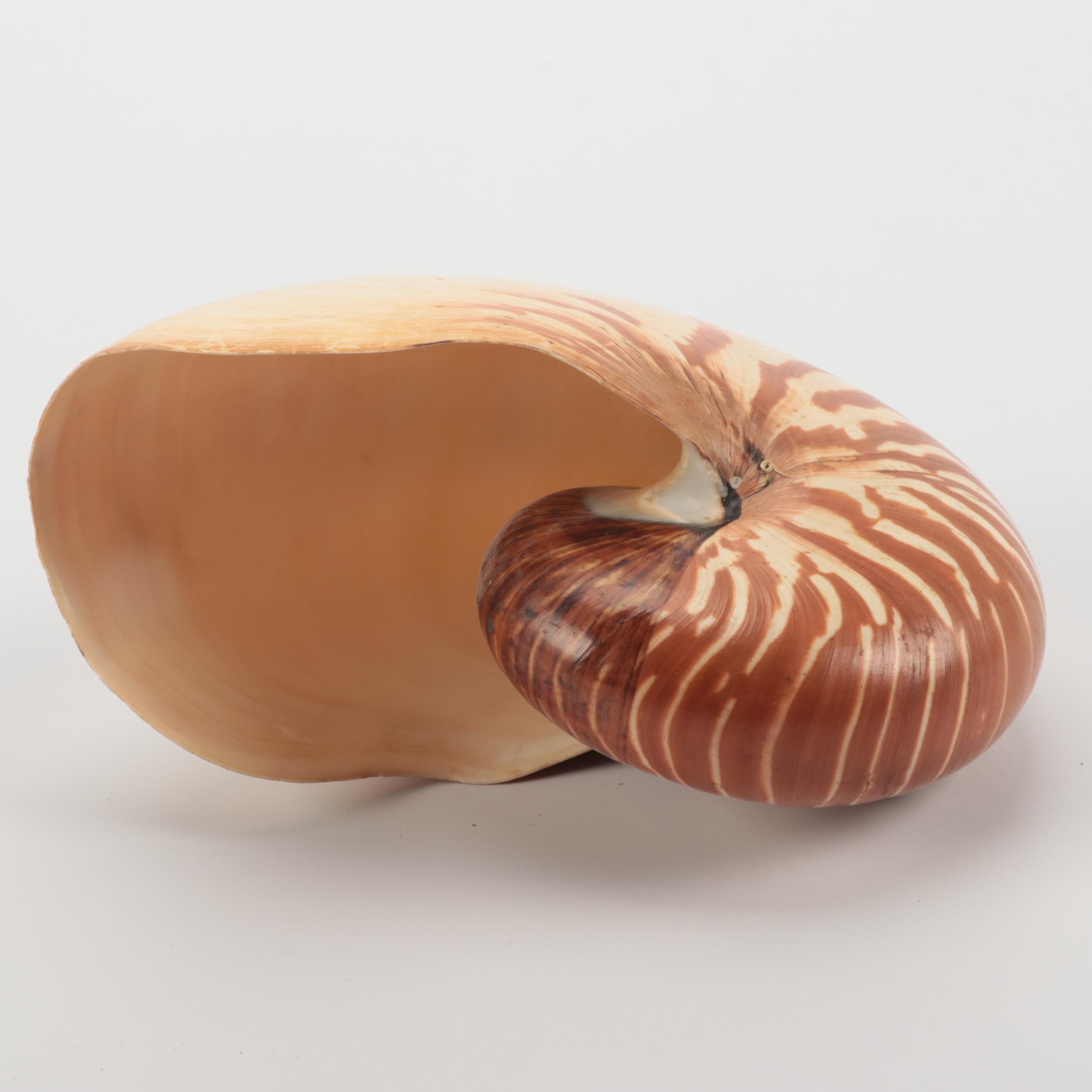 Chambered Nautilus Shell Specimen | EBTH
