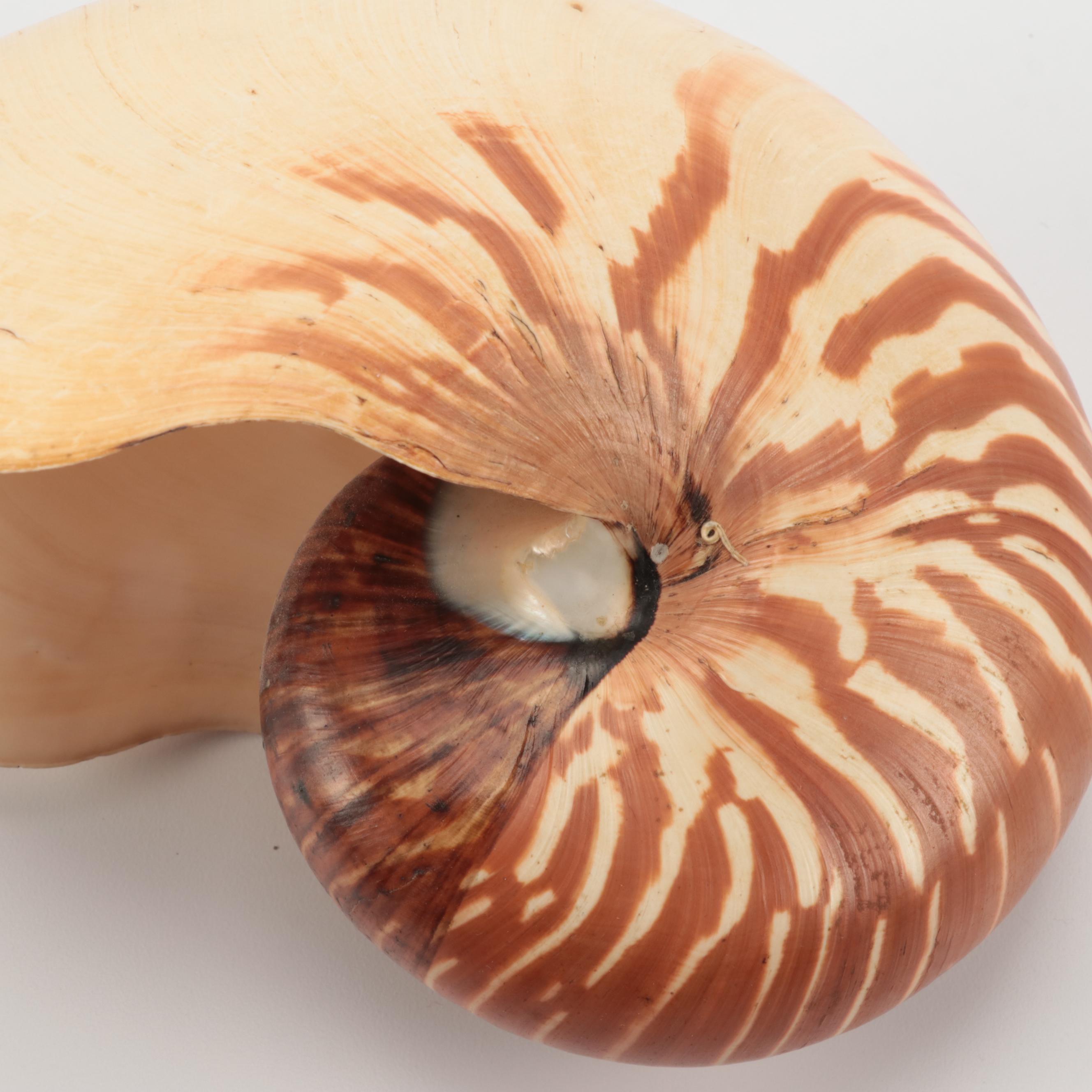 Chambered Nautilus Shell Specimen | EBTH