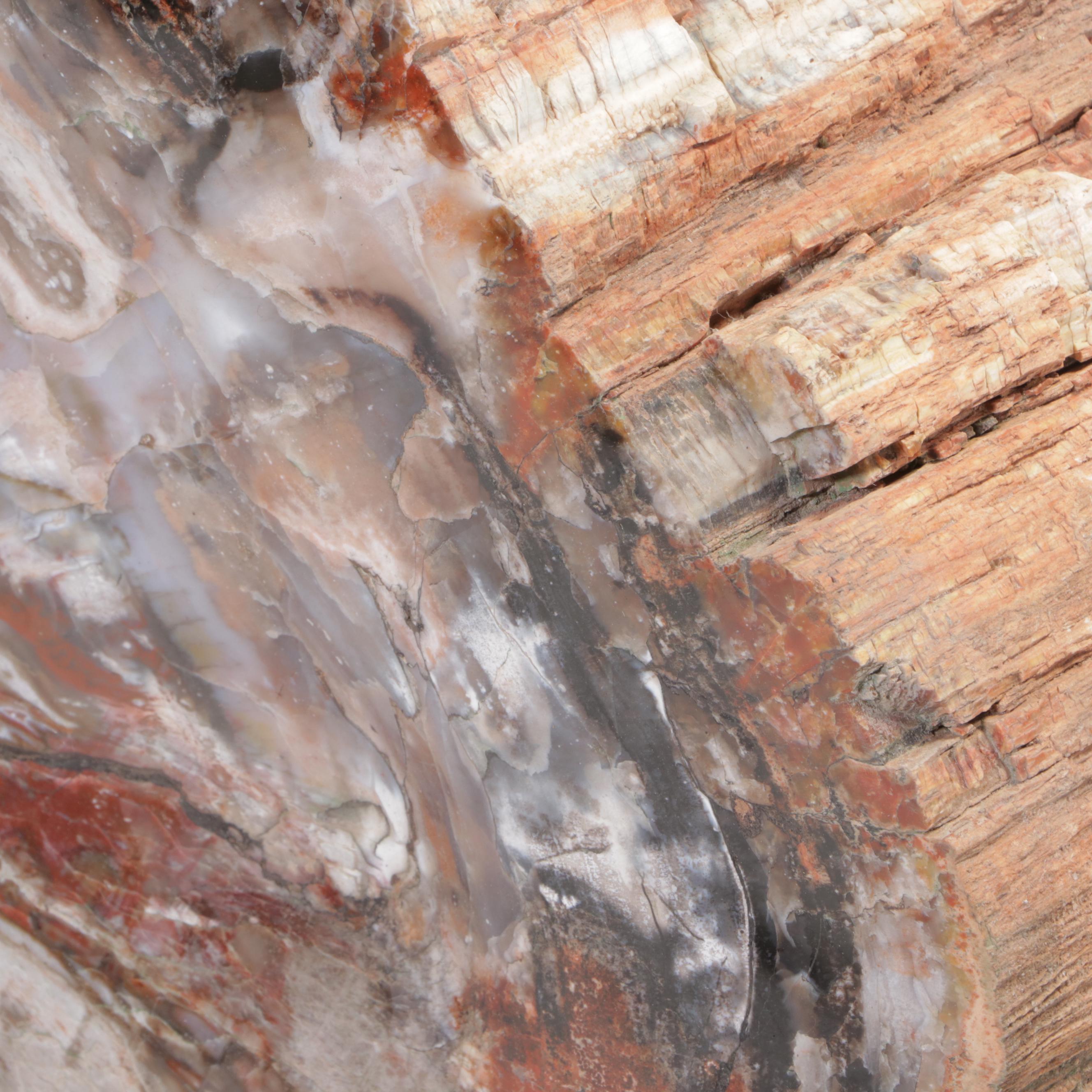 Agatized Petrified Wood Slab | EBTH