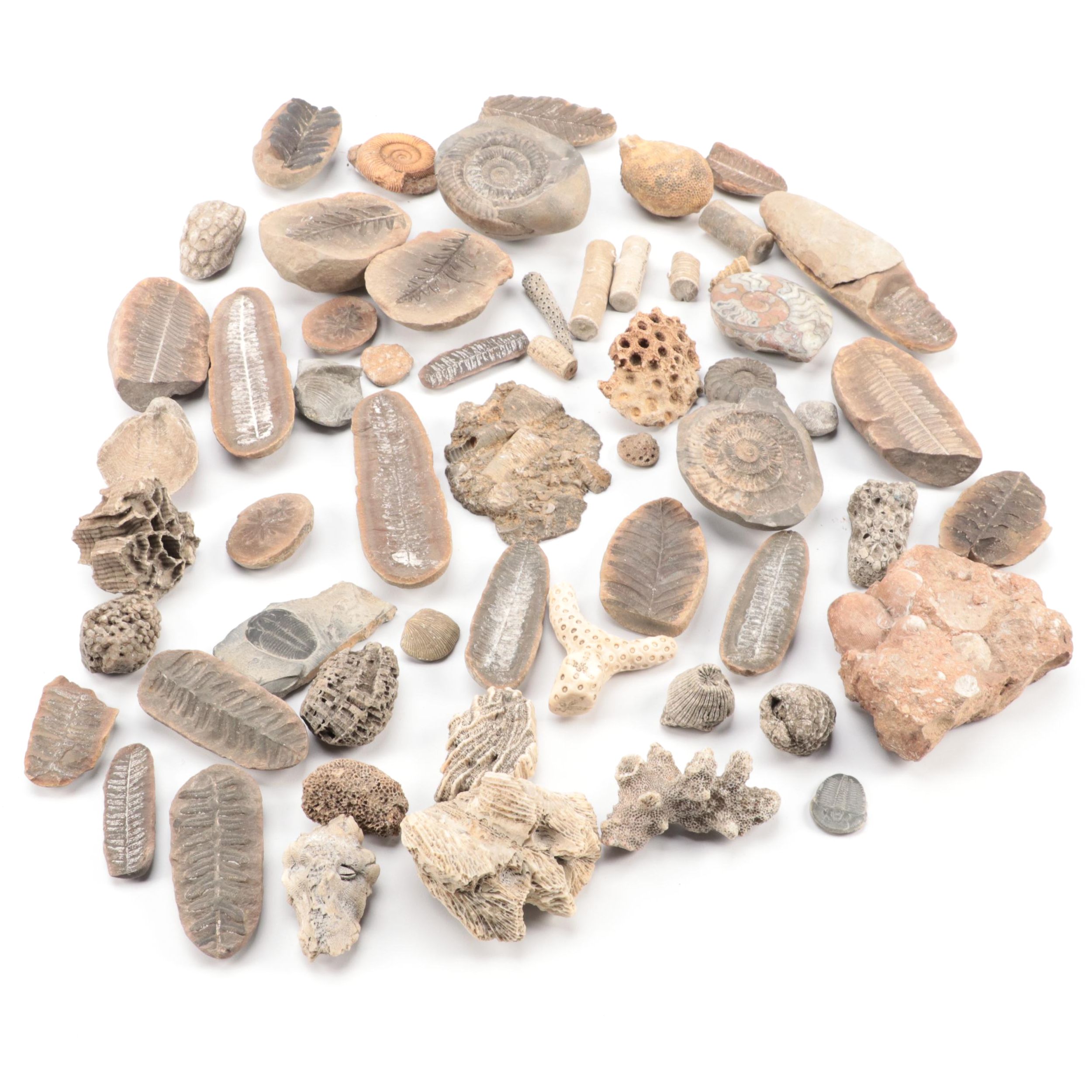 Crinoid Fossil Stems, Ammonoid, Trilobites, Fossil Sponges and Coral ...