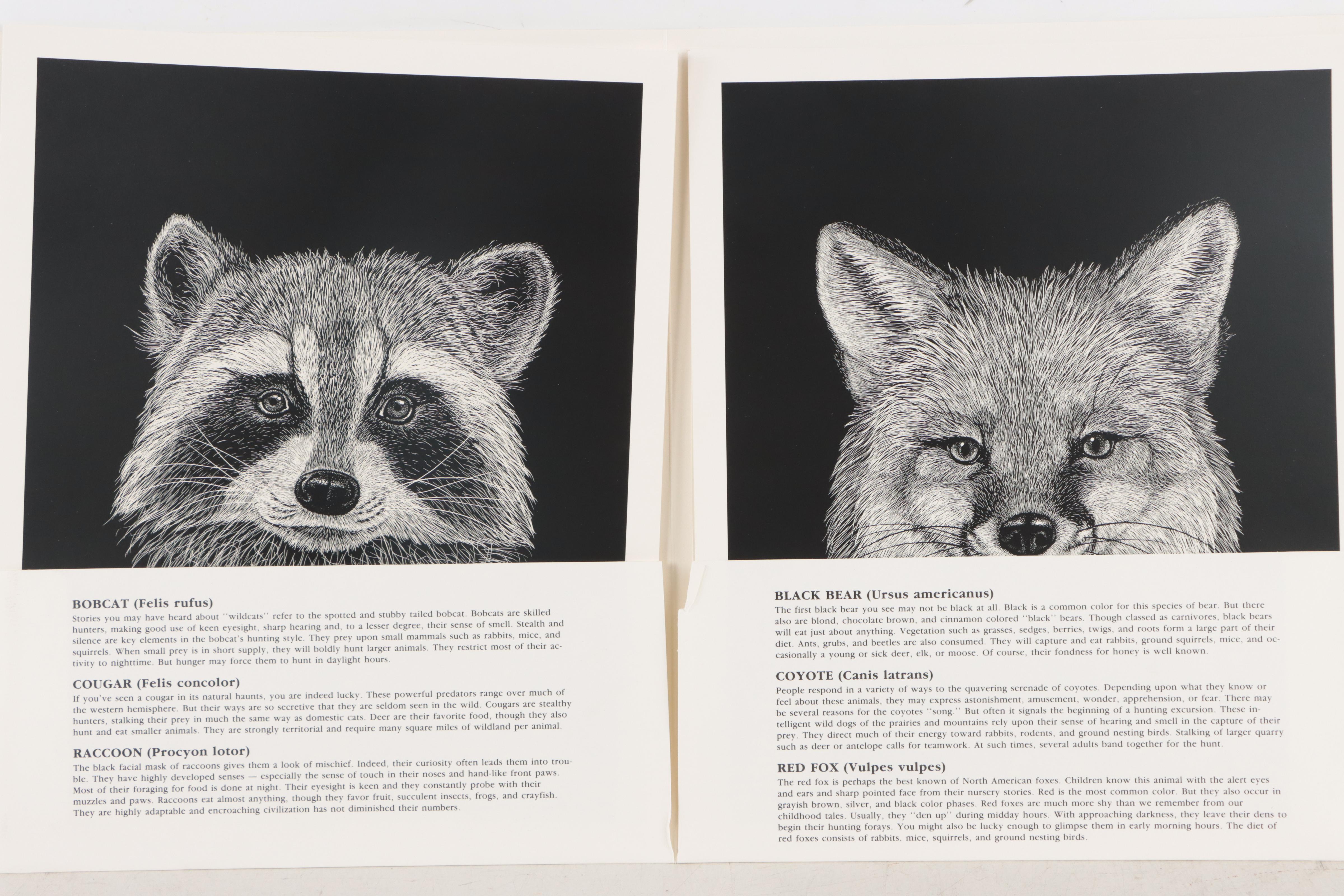 Photomechanical Prints After Dale C. Thompson "Portfolio of Wildlife ...