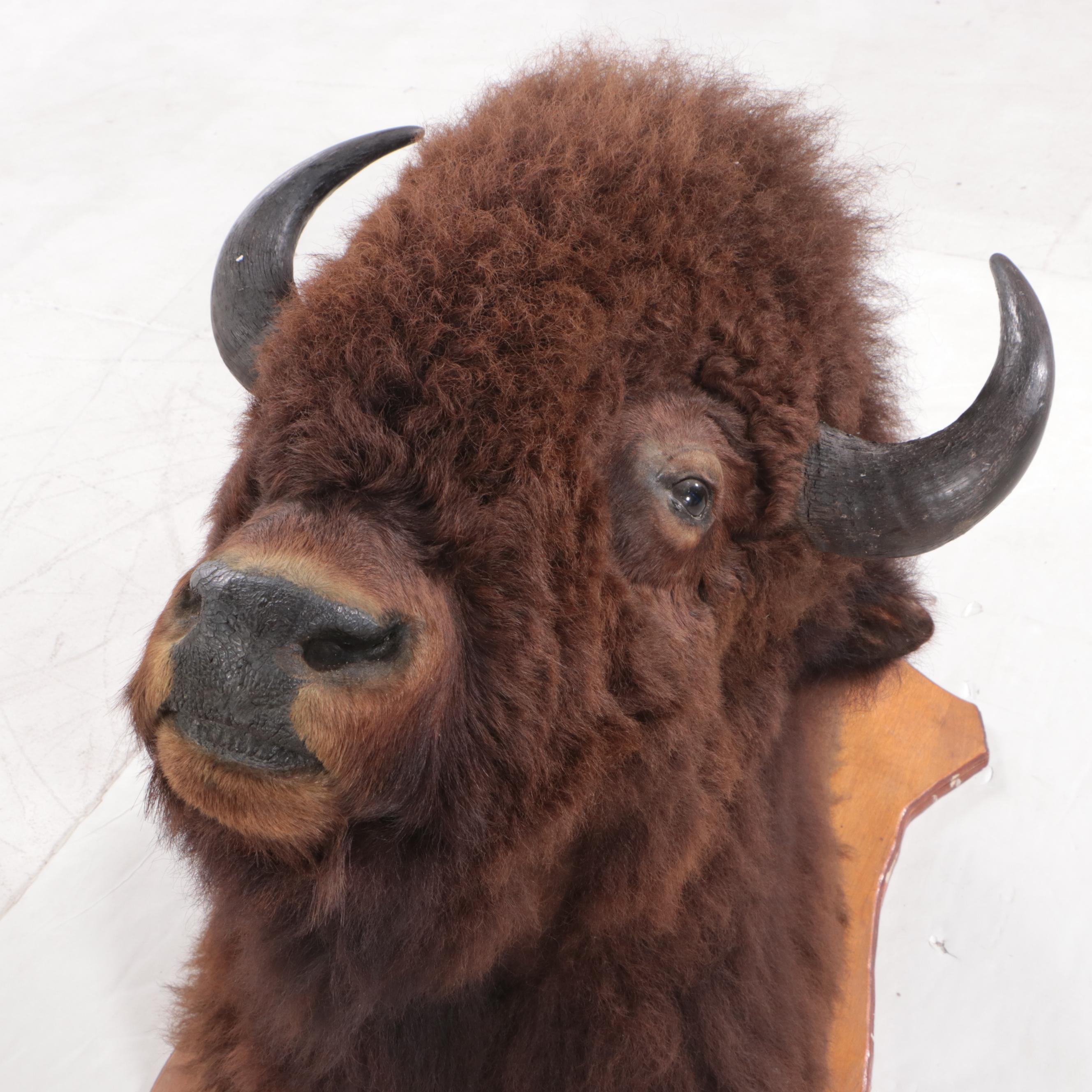 Taxidermy Bison Shoulder Mount | EBTH
