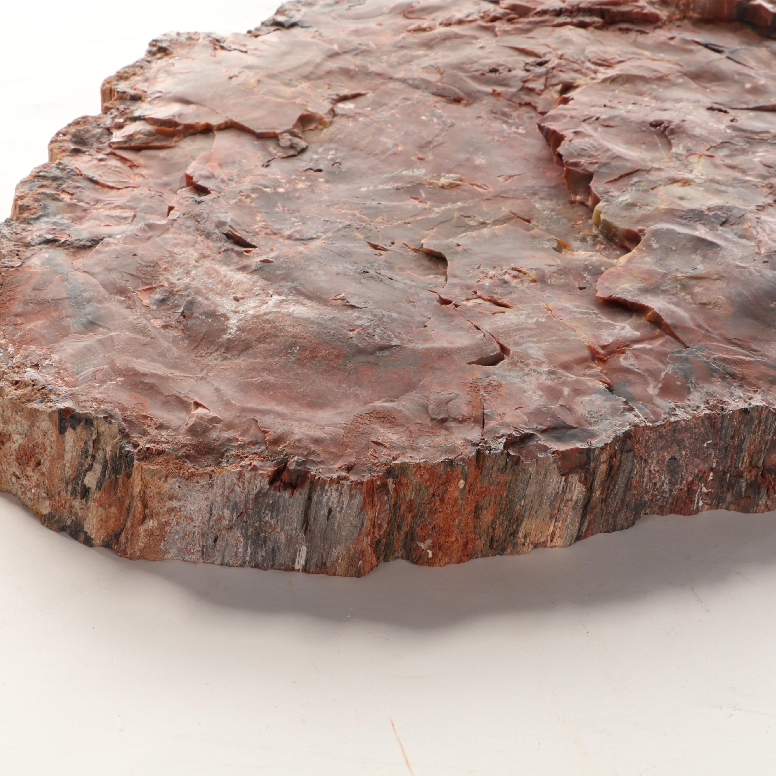 Agatized Petrified Wood Slab | EBTH