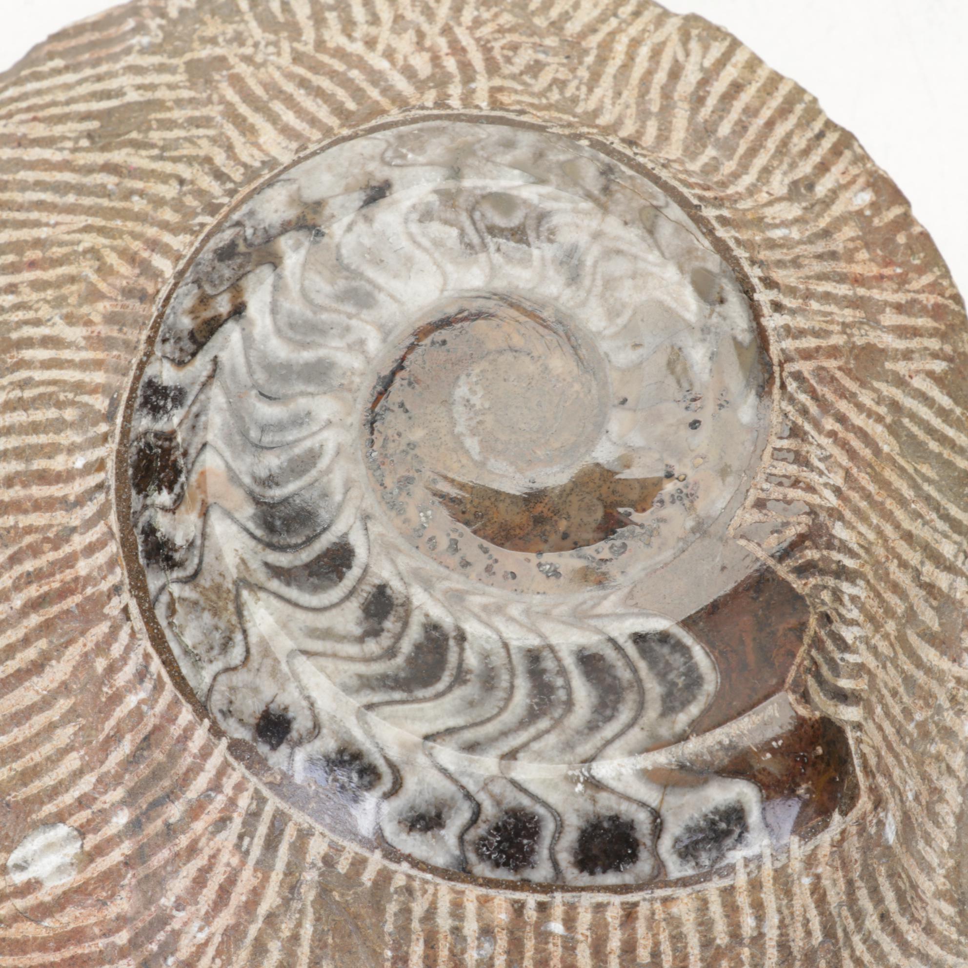 Orthoceras and Goniatite Ammonite Polished Fossil Specimens | EBTH