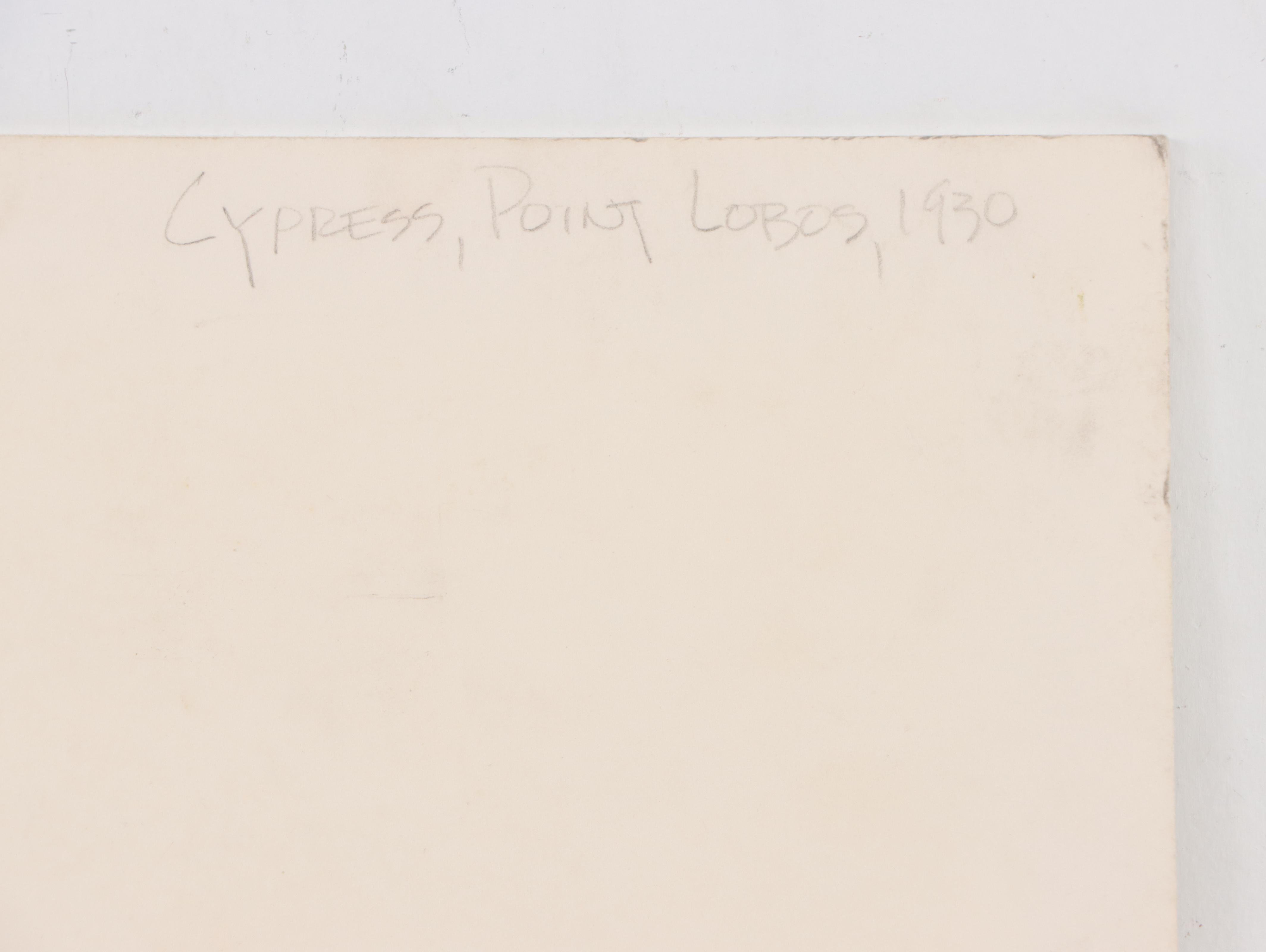 Edward Weston Silver Gelatin Print "Cypress, Point Lobos, 1930" | EBTH