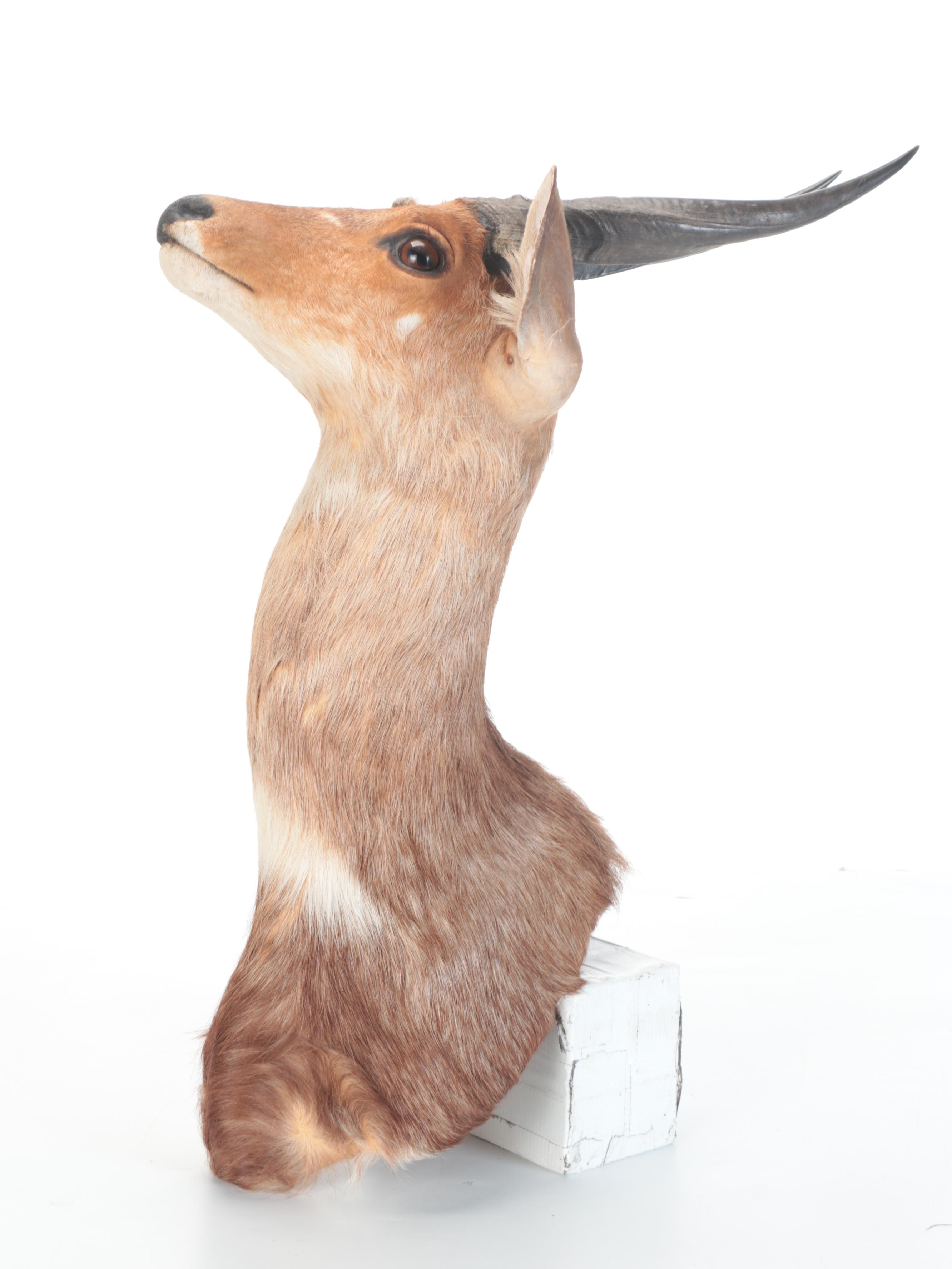 Taxidermy Cape Bushbuck Shoulder Mount | EBTH