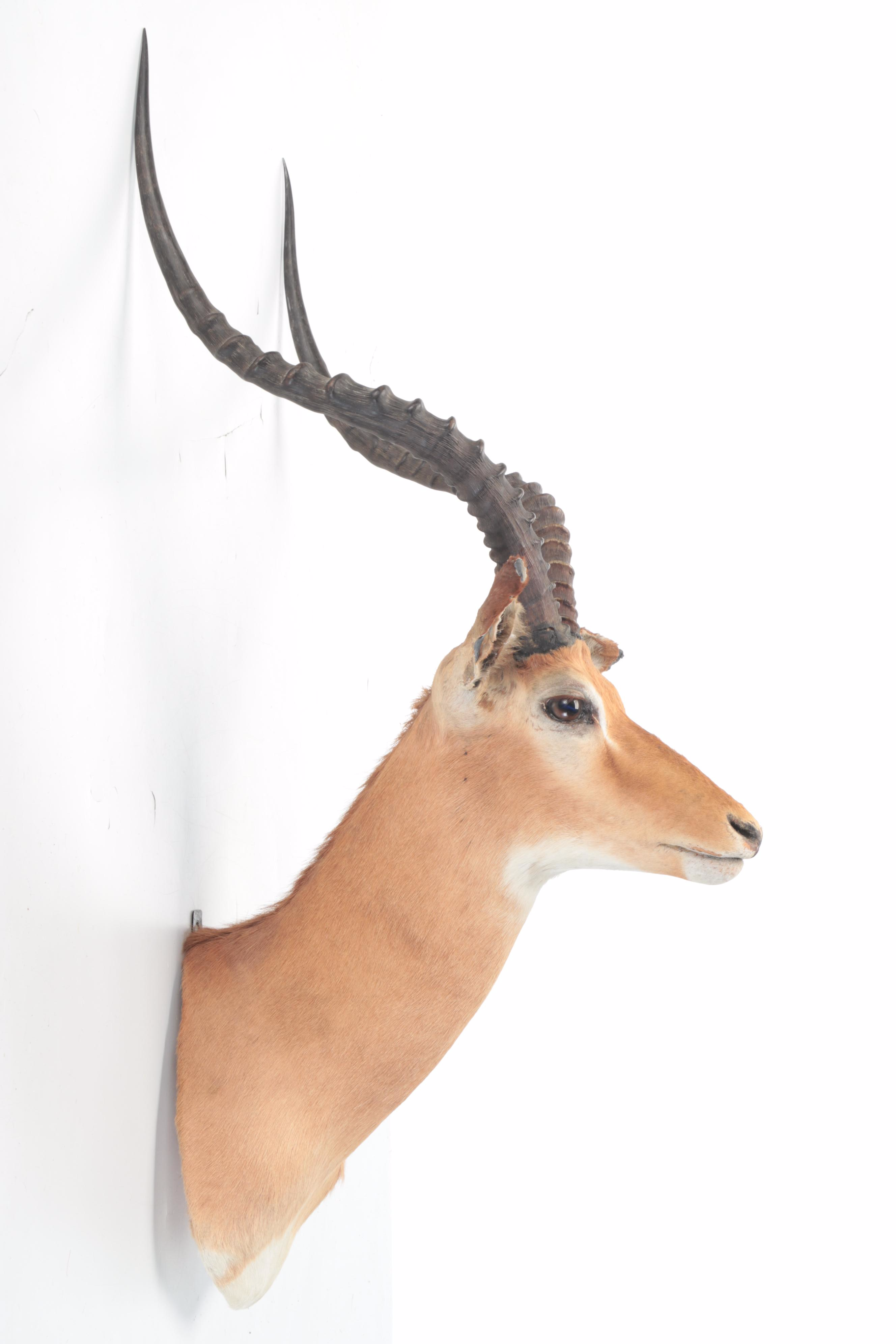 Taxidermy East African Impala Shoulder Mount, 1958 | EBTH