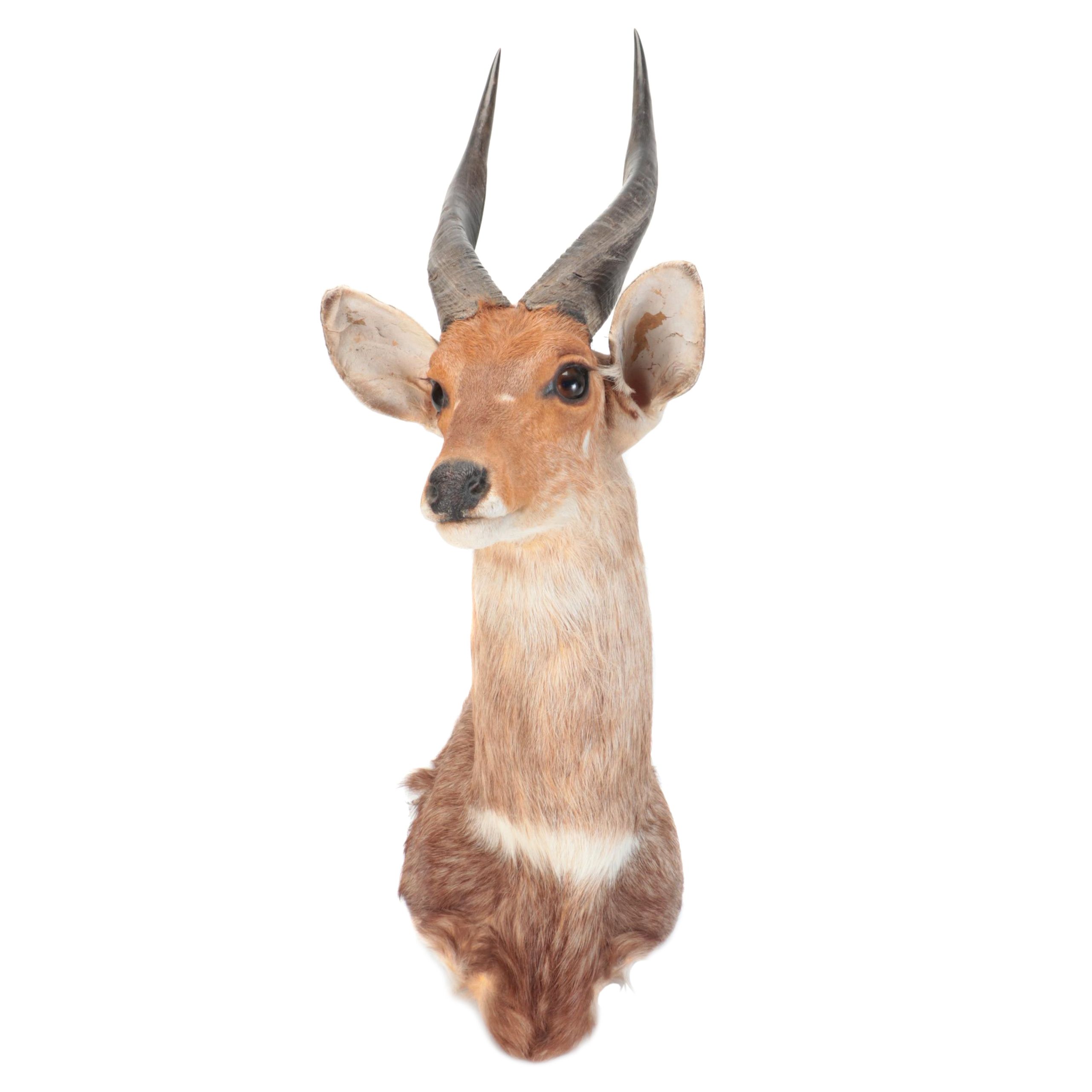 Taxidermy Cape Bushbuck Shoulder Mount | EBTH