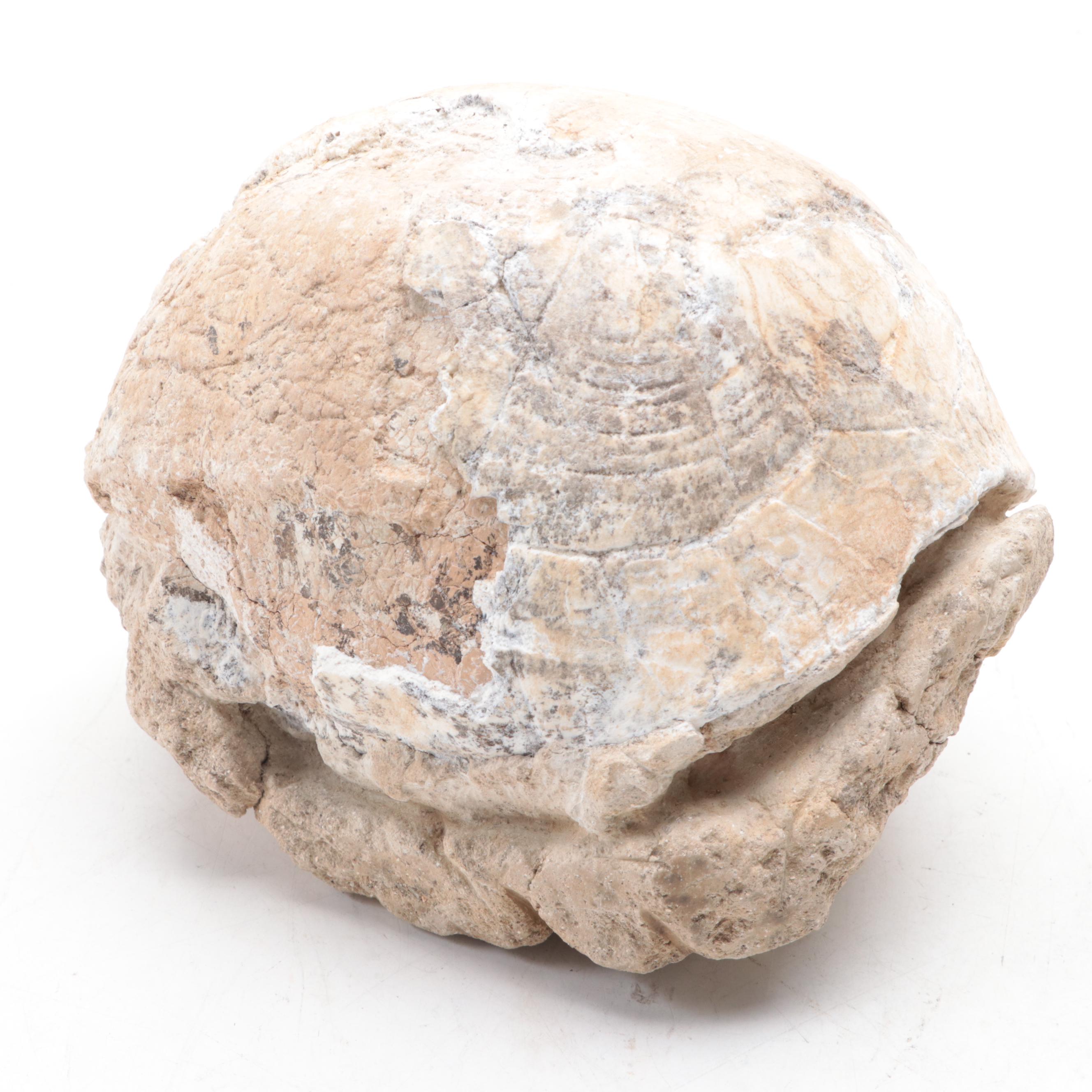 Fossil Turtle Shell Specimen With Fossil Egg in Matrix | EBTH