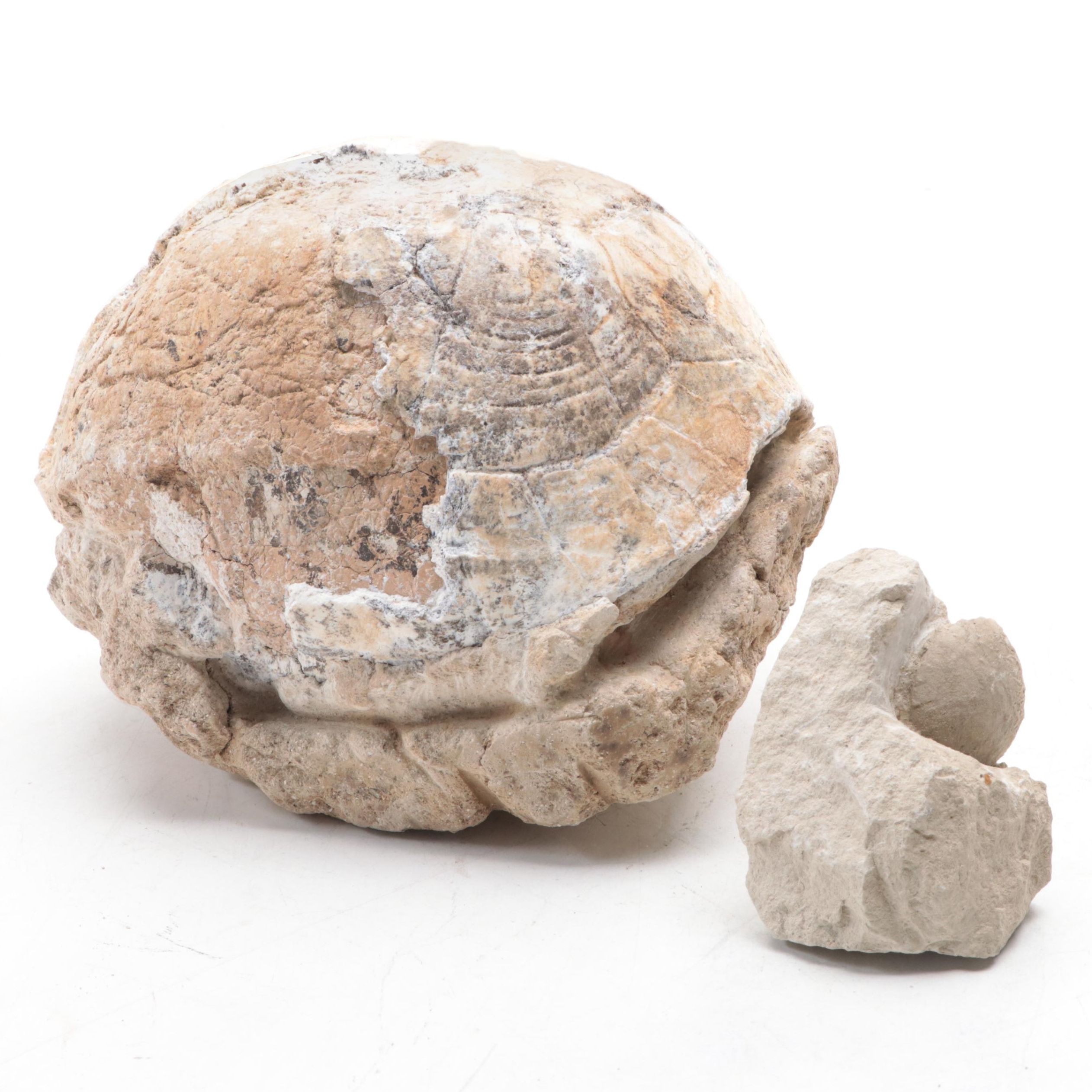 Fossil Turtle Shell Specimen With Fossil Egg in Matrix | EBTH