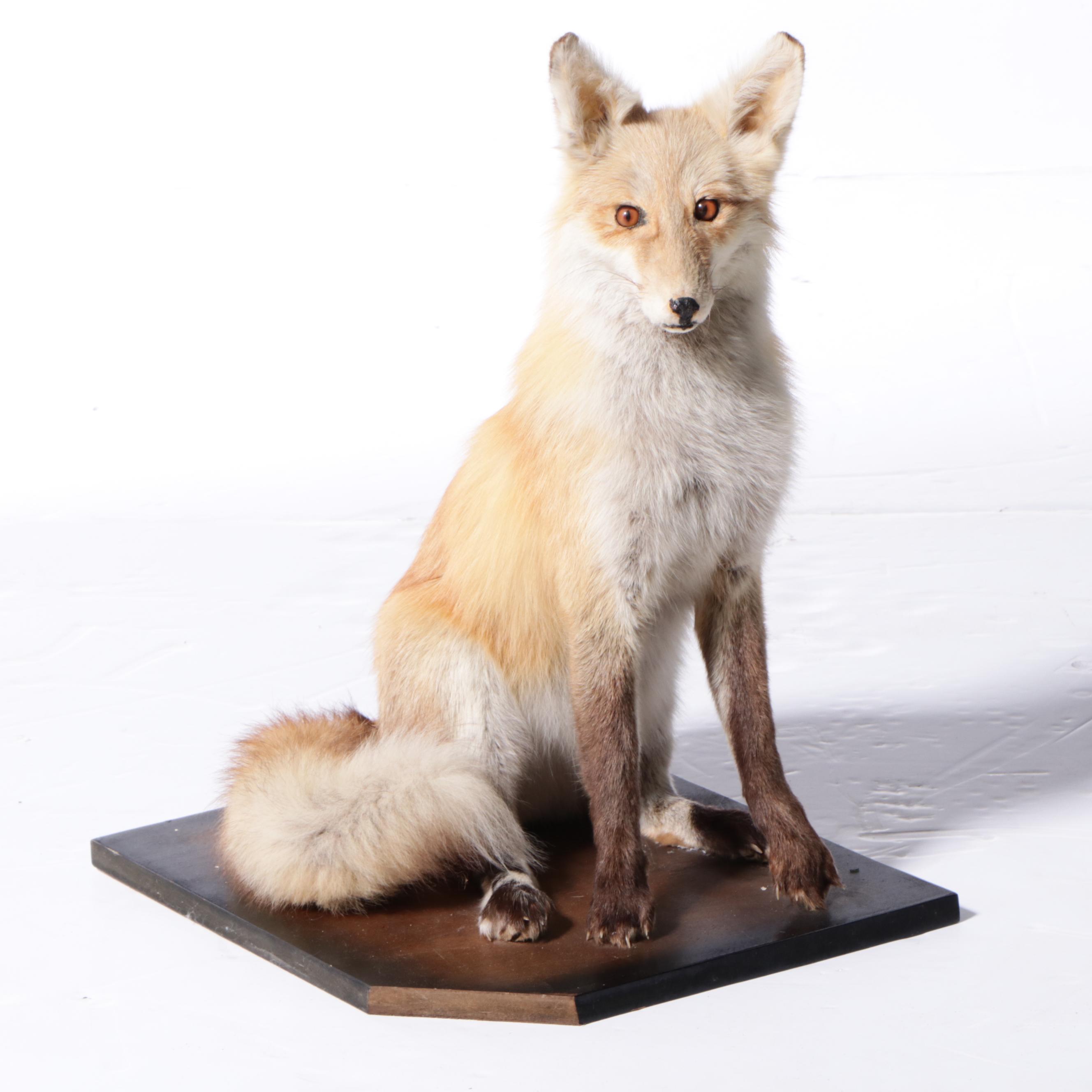 Pair of Taxidermy Red Fox Full Body Mounts on Bases | EBTH