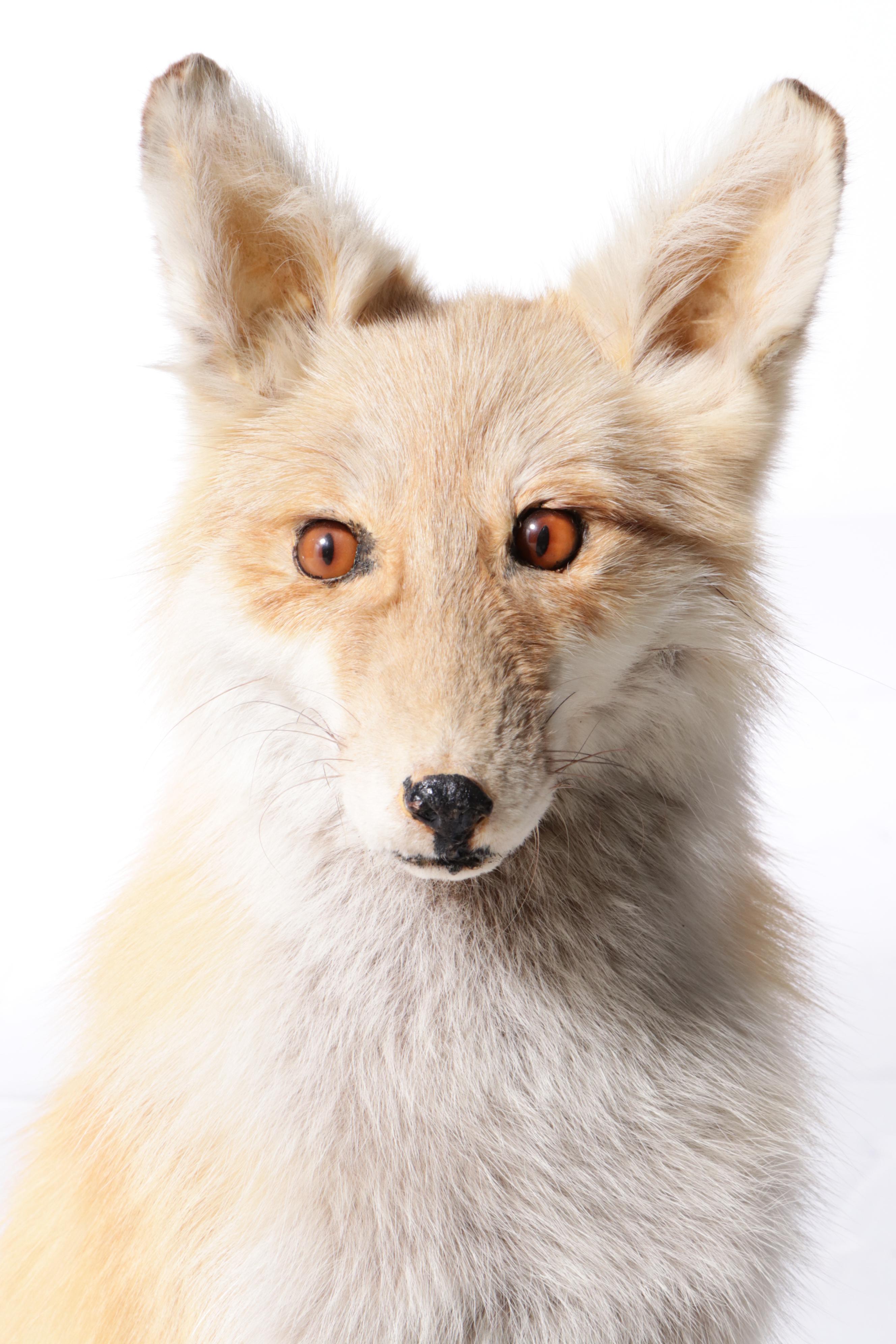 Pair of Taxidermy Red Fox Full Body Mounts on Bases | EBTH