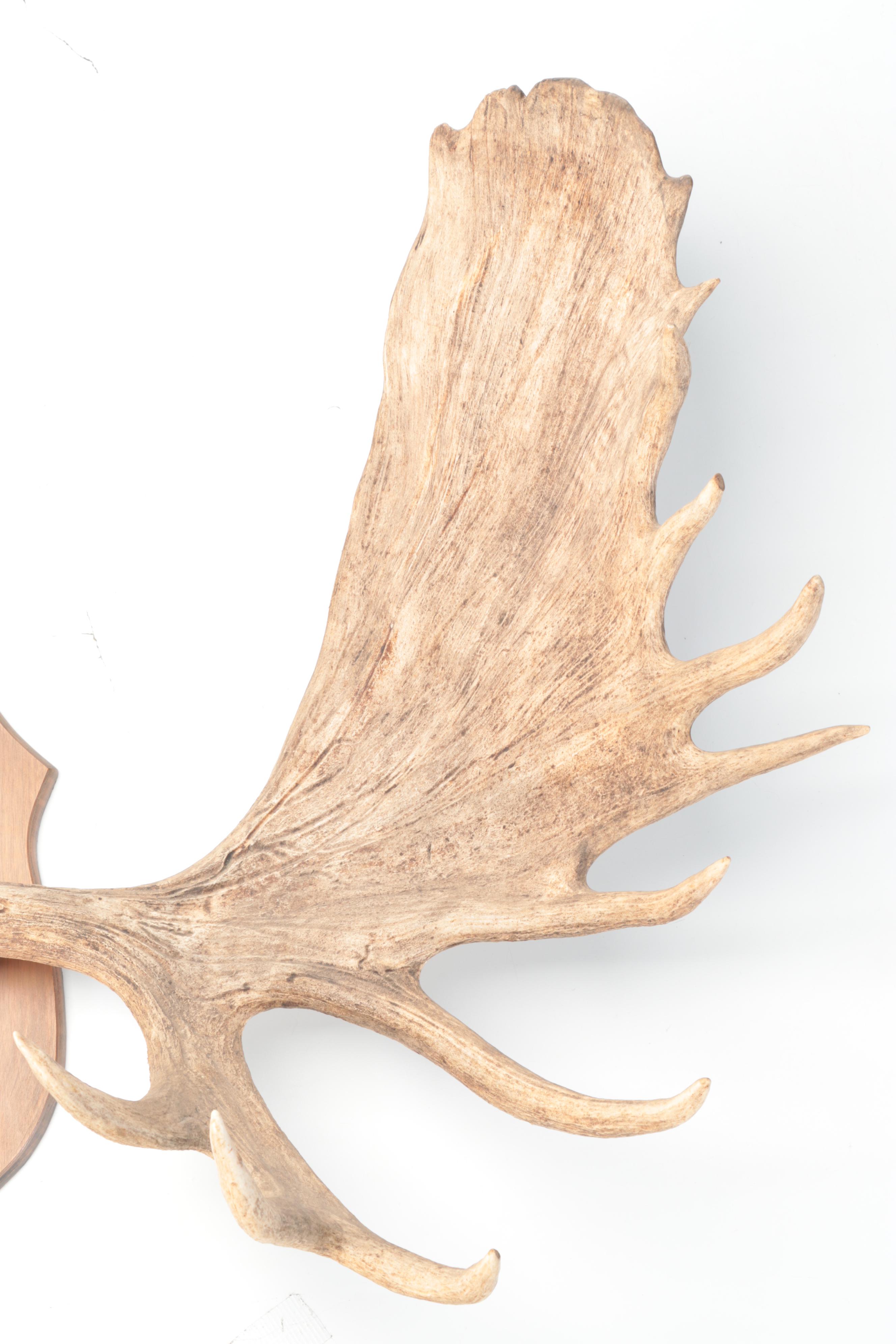Taxidermy Moose Antlers Mount | EBTH