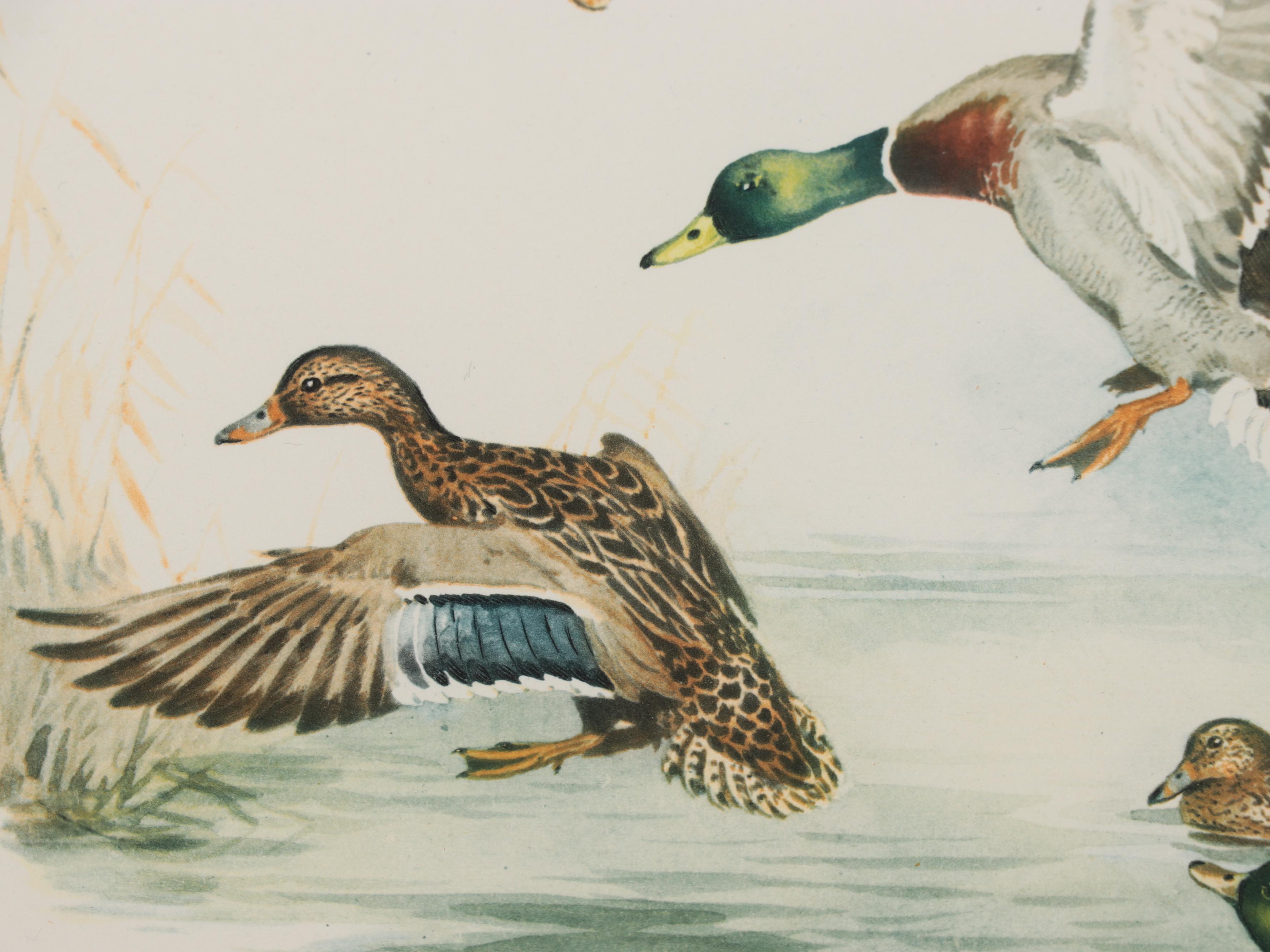 Boris Riab Prints of Ducks, Mid-20th Century | EBTH