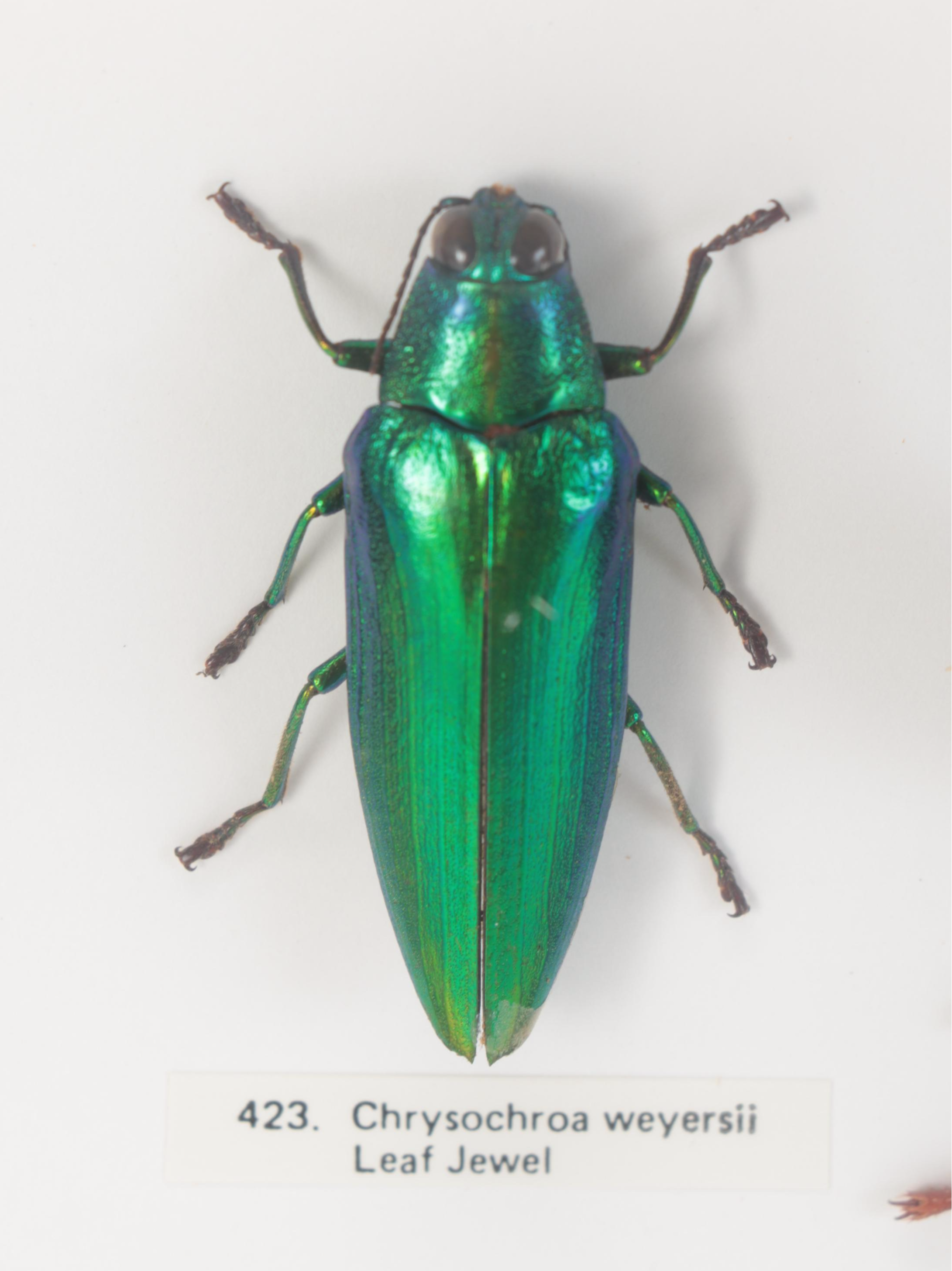 Taxidermy Scorpion, Scarab and Jewel Beetles, Weevils and More in Case ...