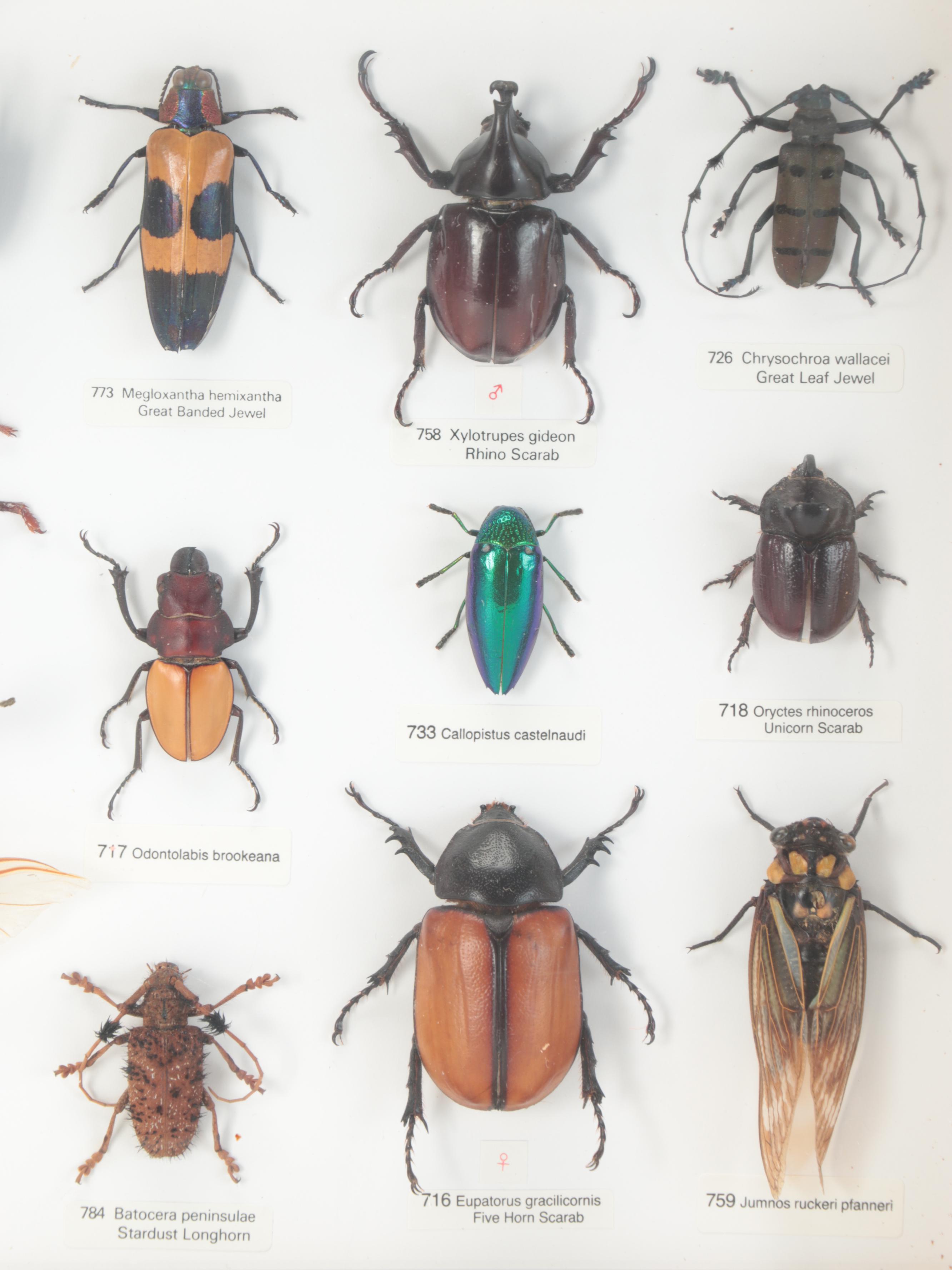 Taxidermy Scorpion, Scarab and Jewel Beetles, Weevils and More in Case ...