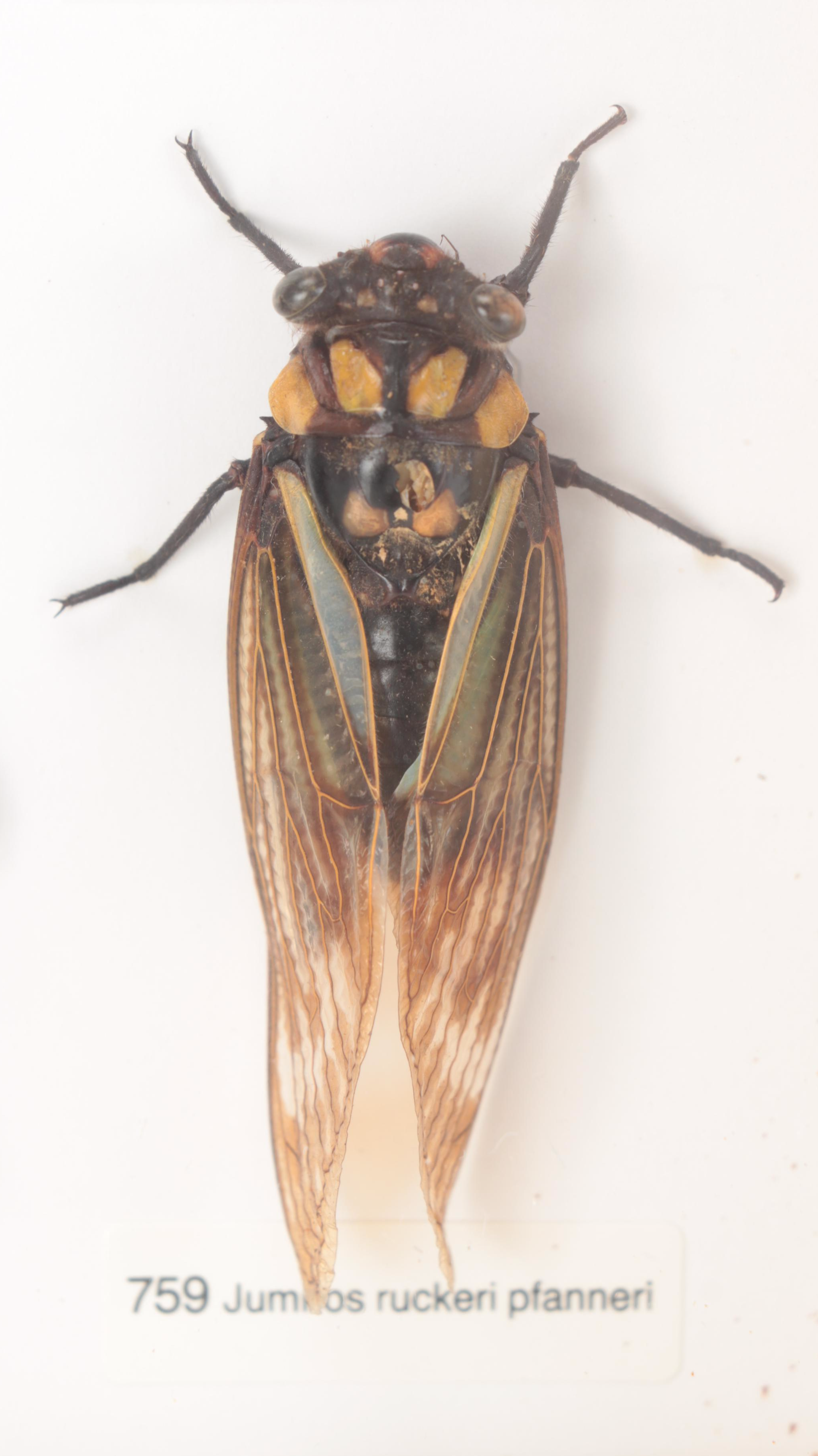 Taxidermy Scorpion, Scarab and Jewel Beetles, Weevils and More in Case ...