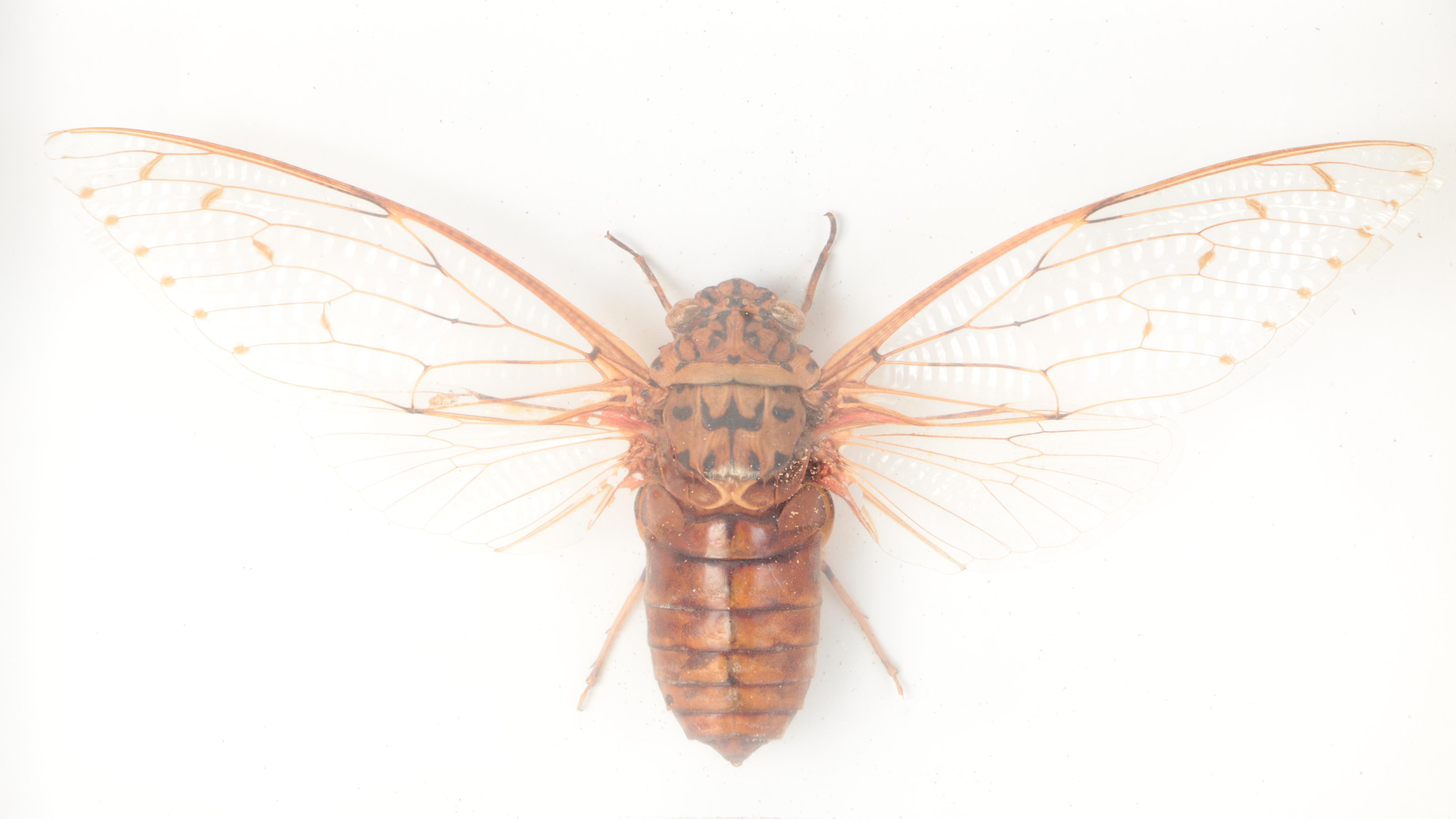 Taxidermy Giant Empress Cicada in Case | EBTH