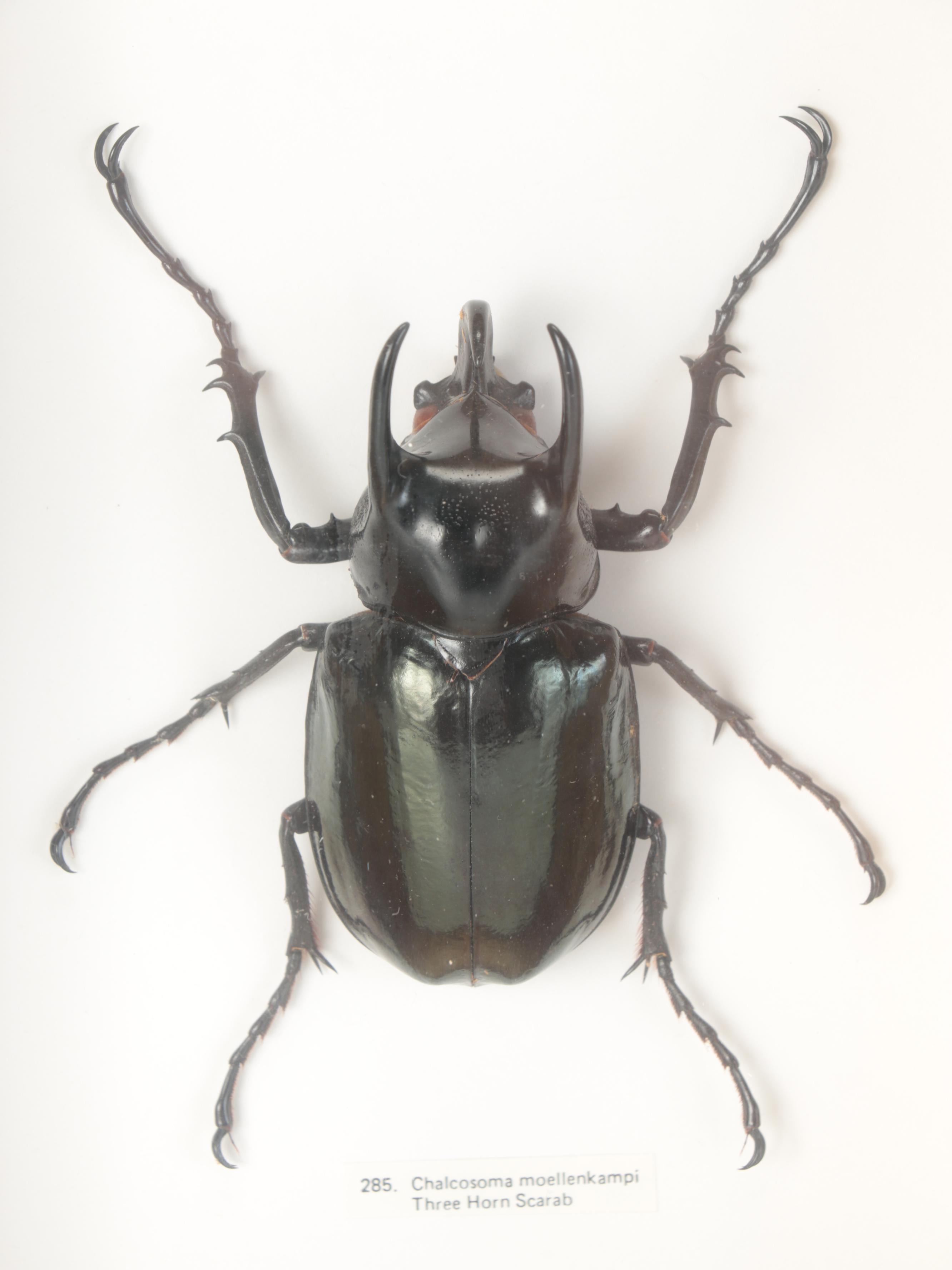 Taxidermy Three-Horned Scarab Beetle and Rhino Scarab in Case | EBTH