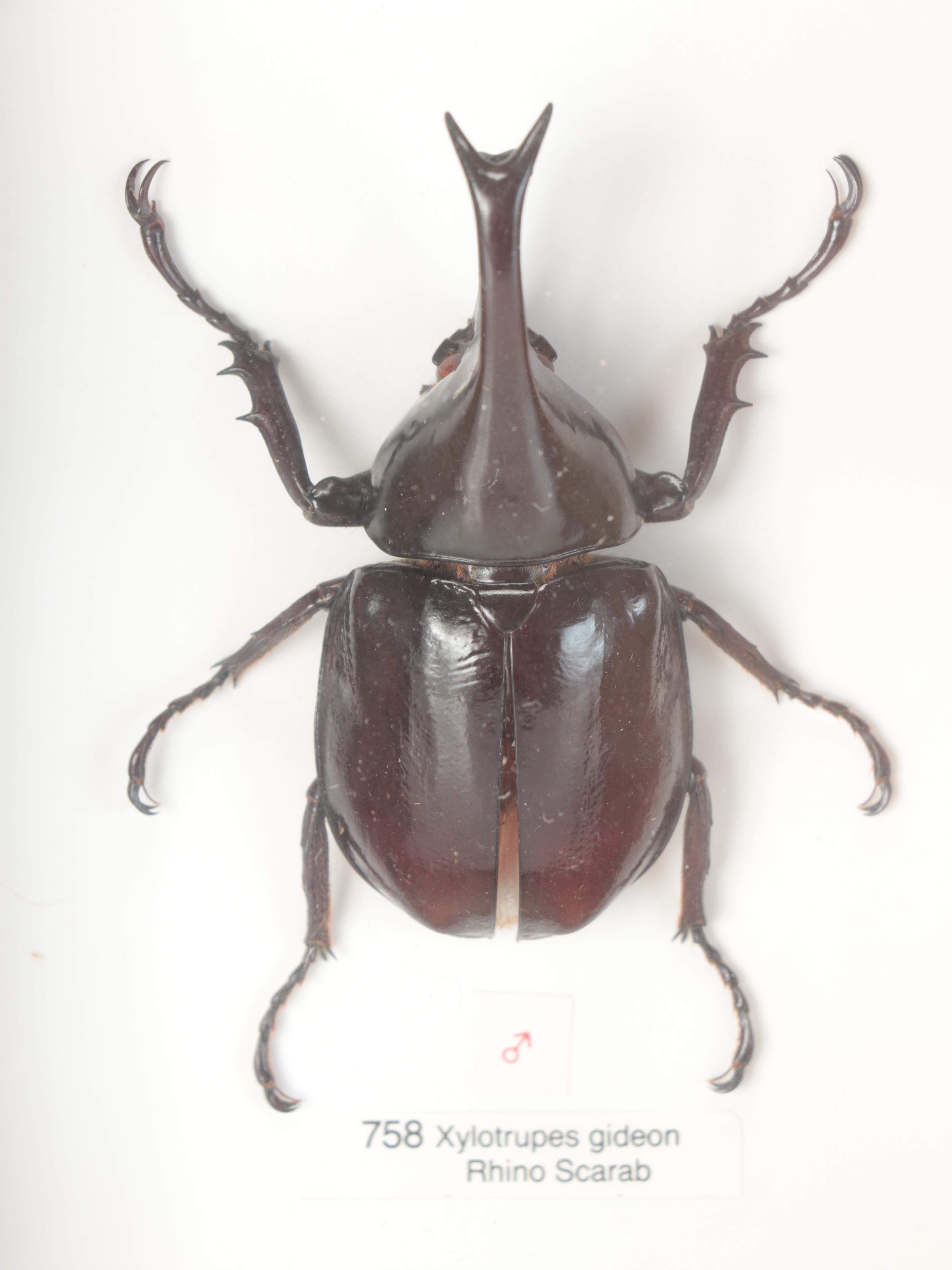 Taxidermy Three-Horned Scarab Beetle and Rhino Scarab in Case | EBTH