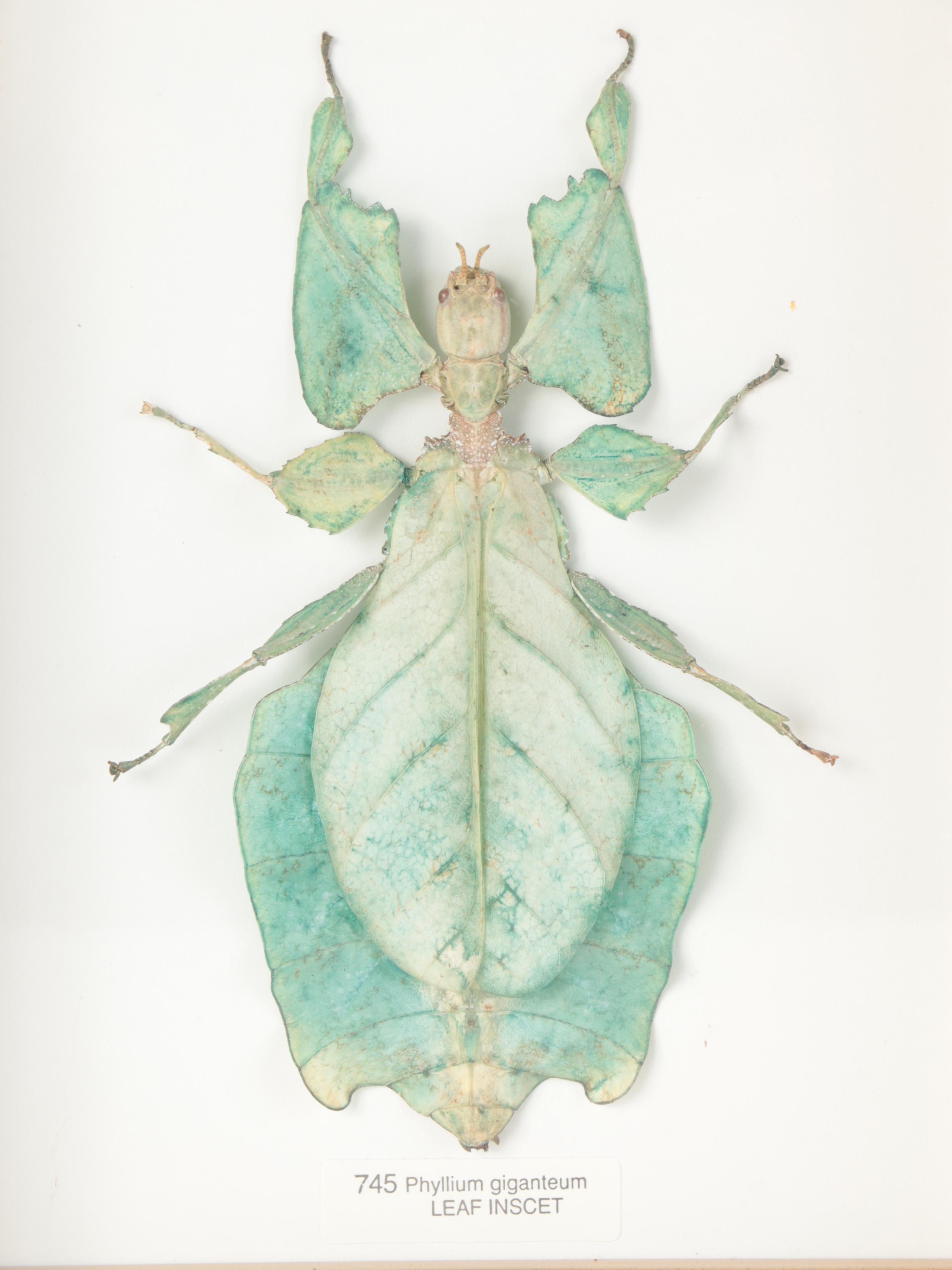 Taxidermy Yellow Umbrella Stick and Giant Malaysian Leaf Insect, Green ...