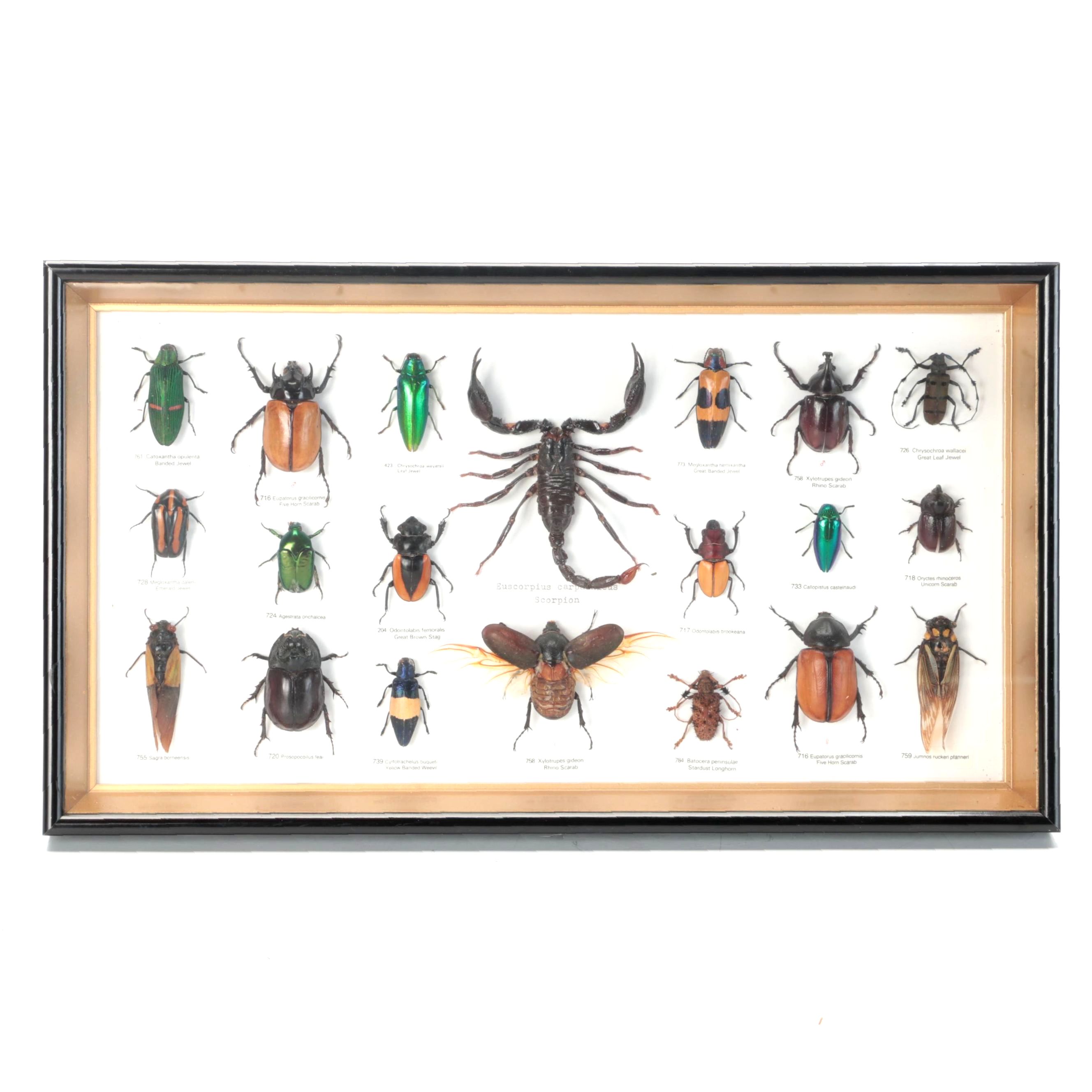 Taxidermy Scorpion, Scarab and Jewel Beetles, Weevils and More in Case ...