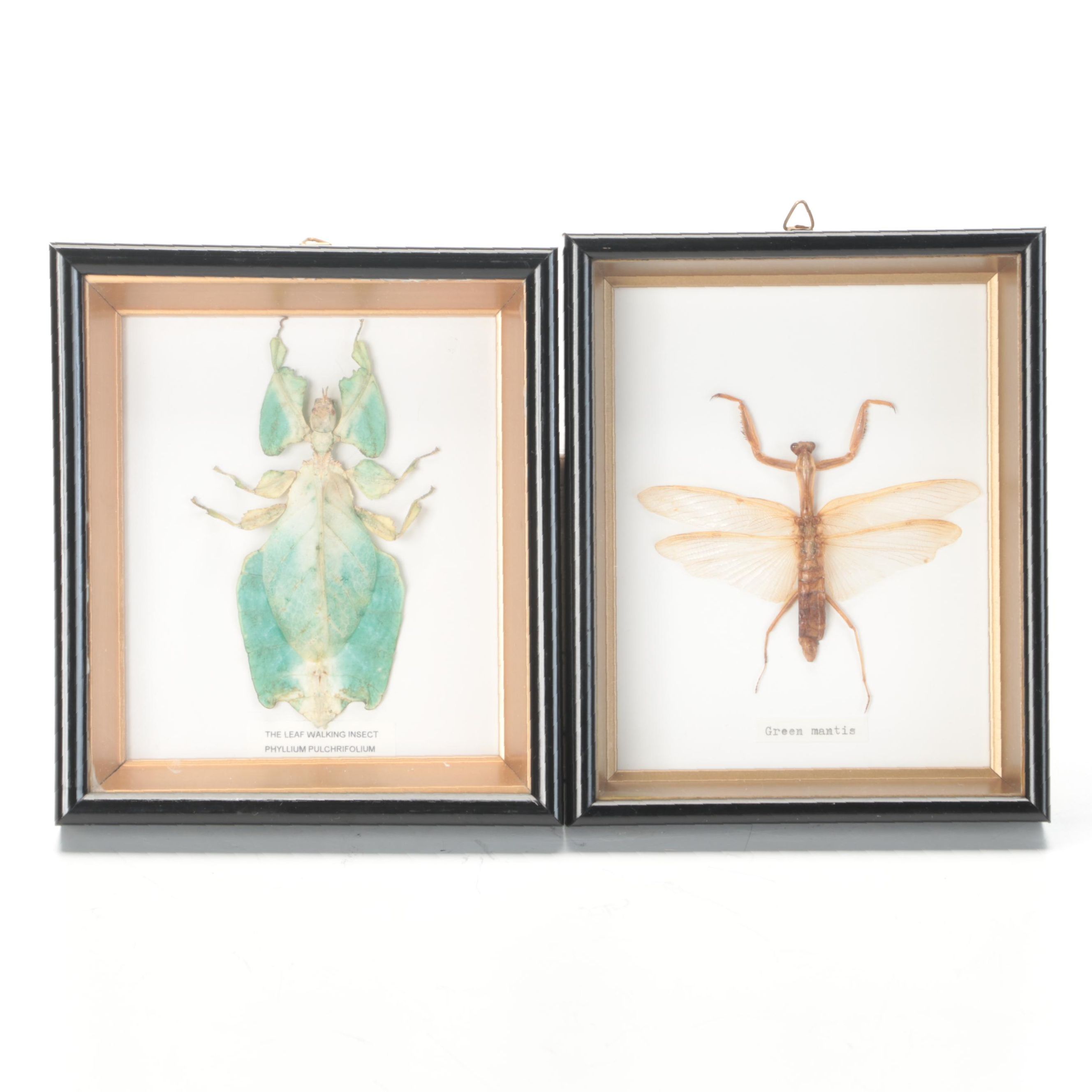 Taxidermy Walking Leaf Stick Insect And Green Mantis Specimens In Cases