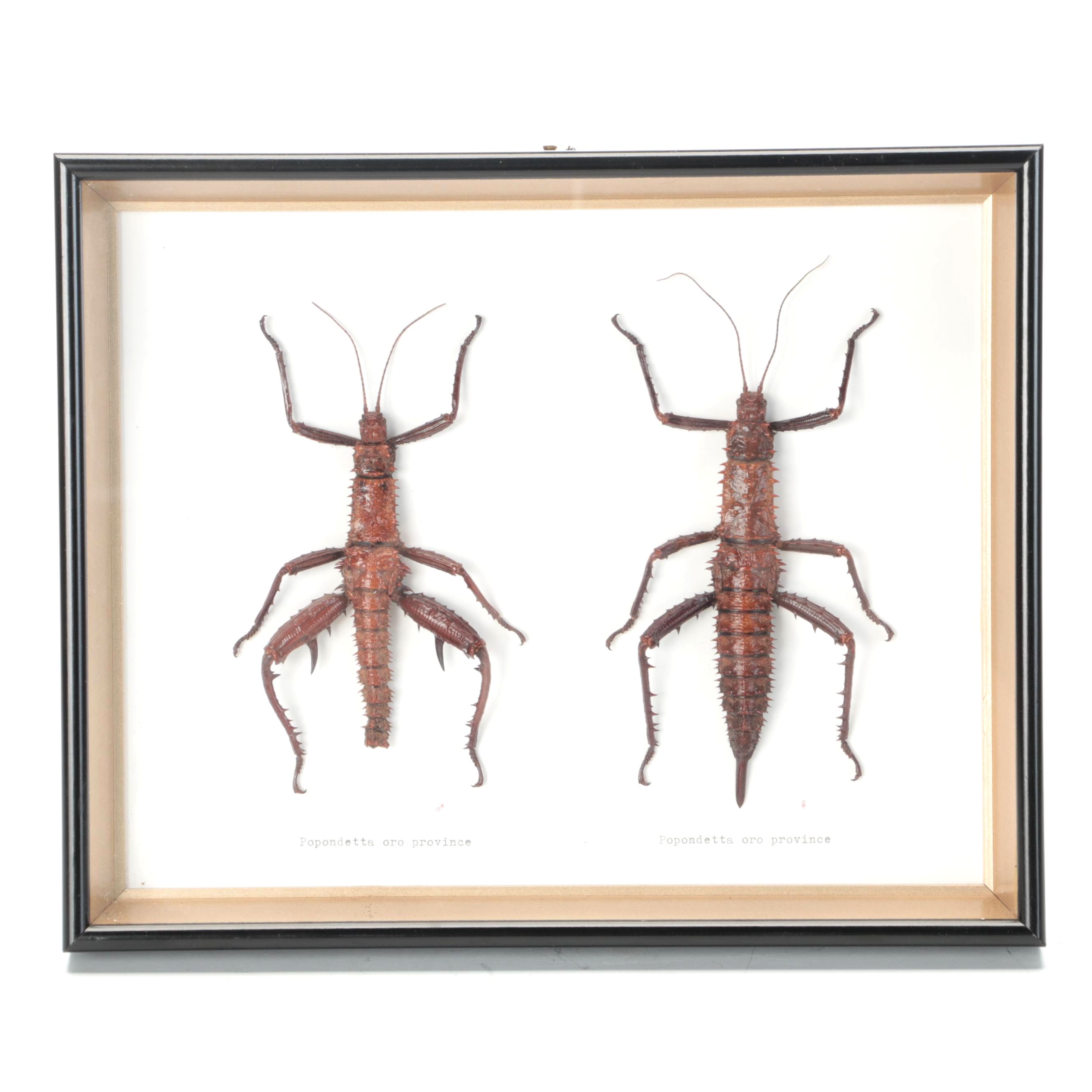 Taxidermy Thorny Devil Walking Stick Male and Female in Case | EBTH