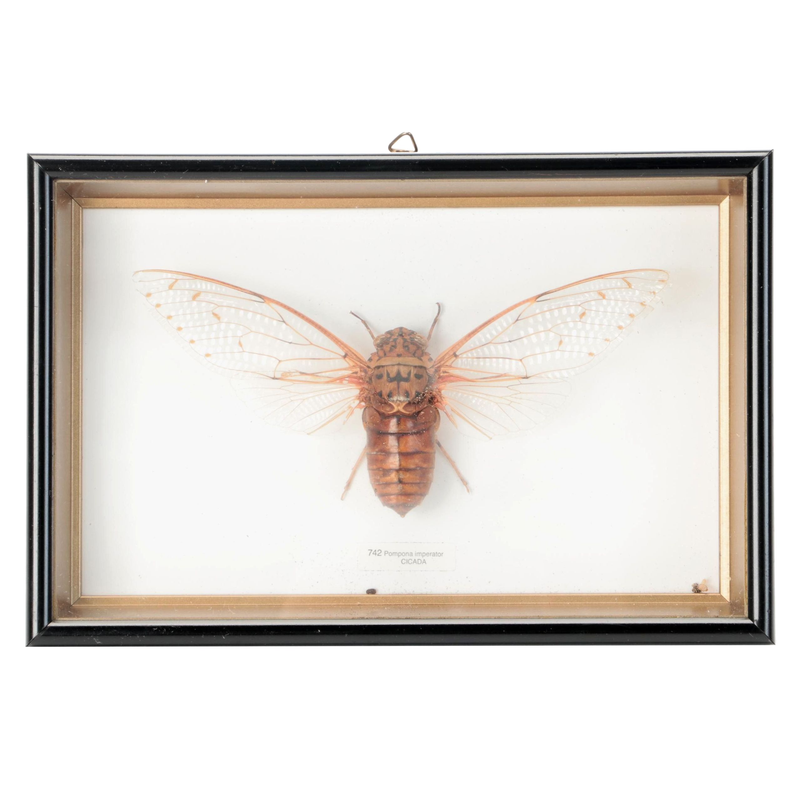 Taxidermy Giant Empress Cicada in Case | EBTH