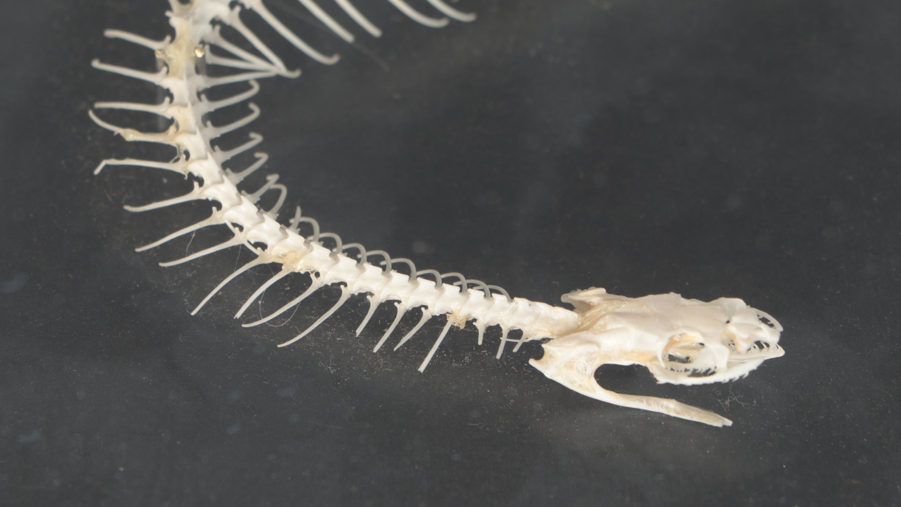 Denoyer-Geppert Co. Common Garter Snake Skeleton Scientific Model | EBTH