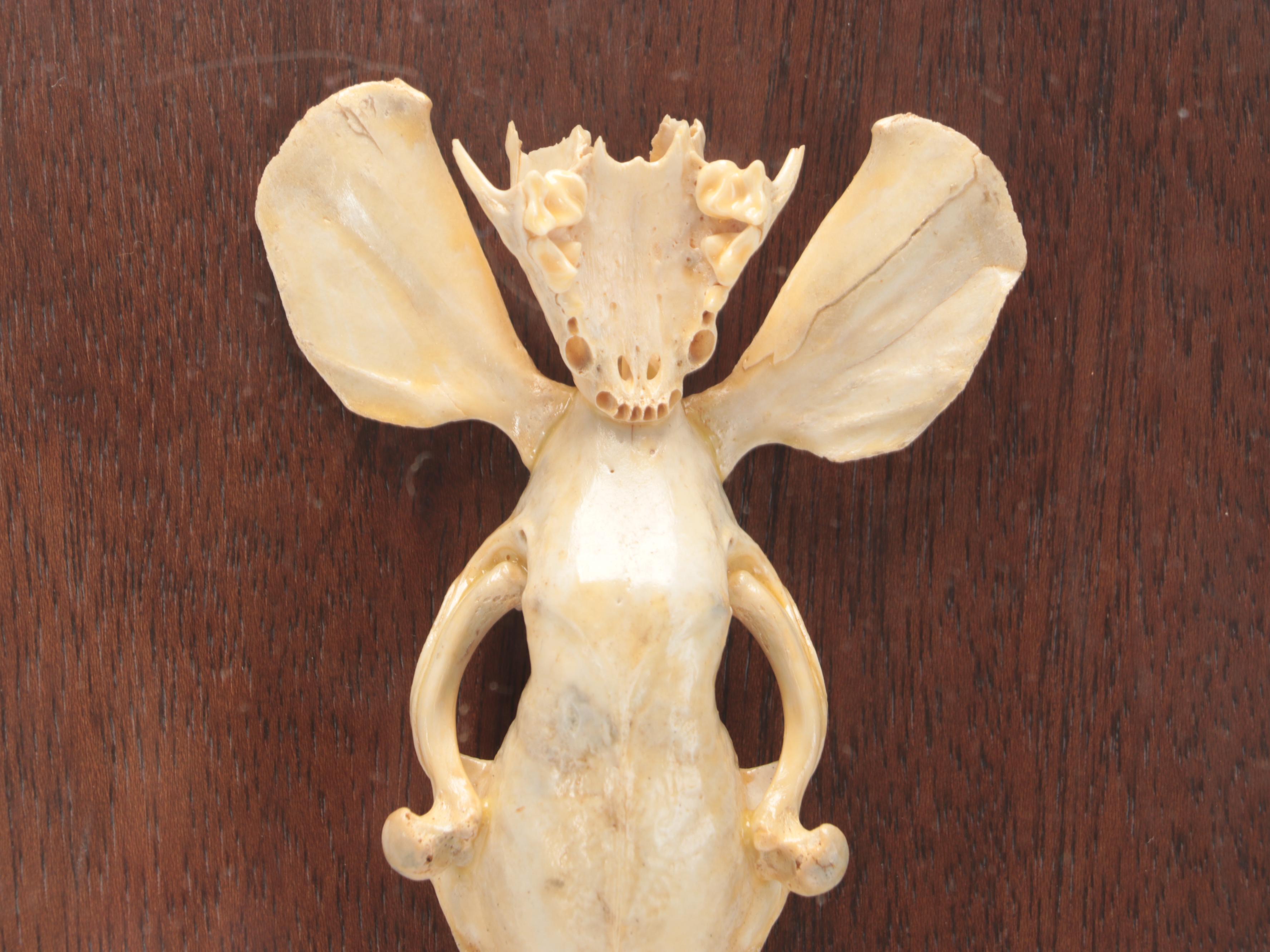 Jan Knoop Taxidermy Bone Doll Assembled from Skunk Skull and Turtle ...