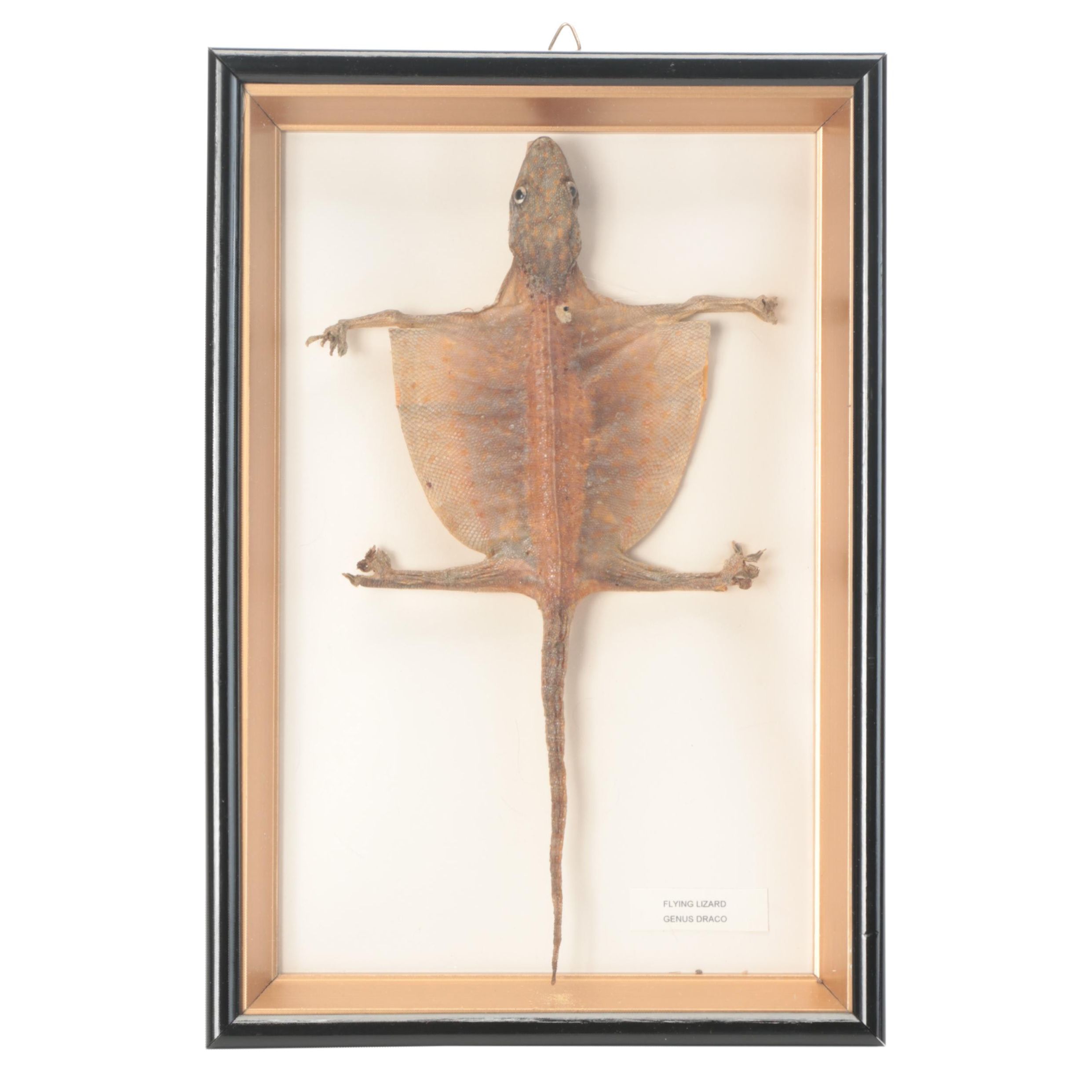 Taxidermy Flying Lizard Specimen in Case | EBTH